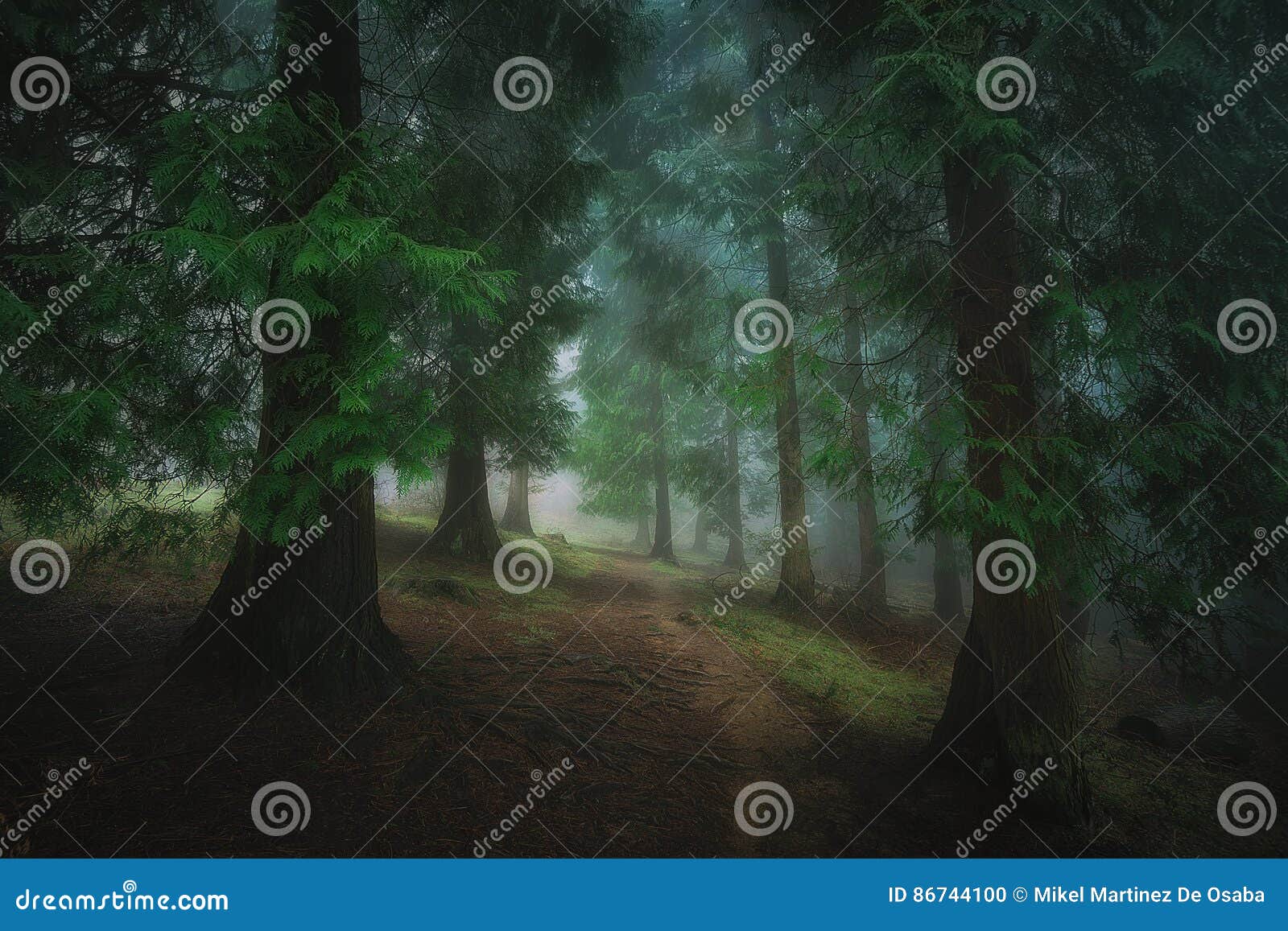 Percorso in Foresta Scura Nebbiosa Fotografia Stock - Immagine di ...