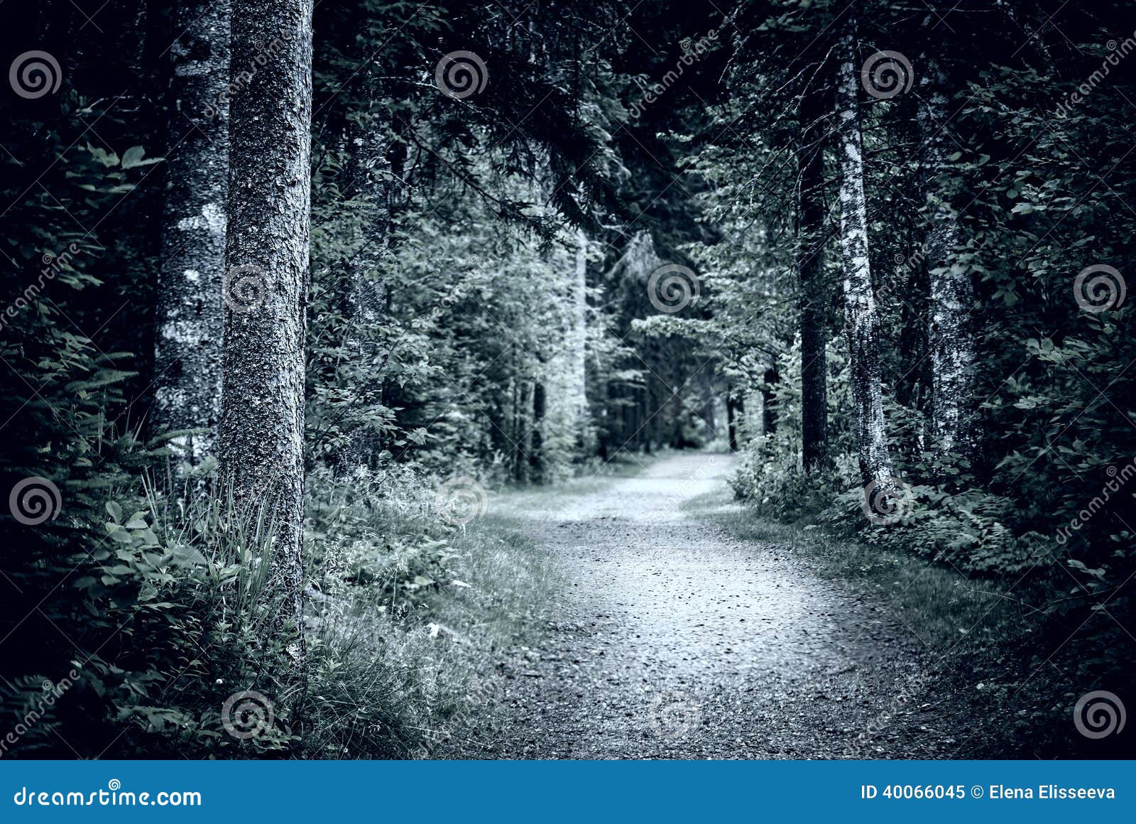 Percorso Nella Foresta Scura Di Notte Immagine Stock - Immagine di ...