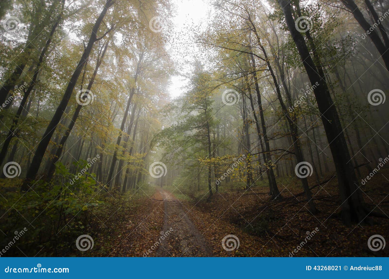 Percorso in Una Foresta Scura Di Autunno Con Nebbia Immagine Stock ...