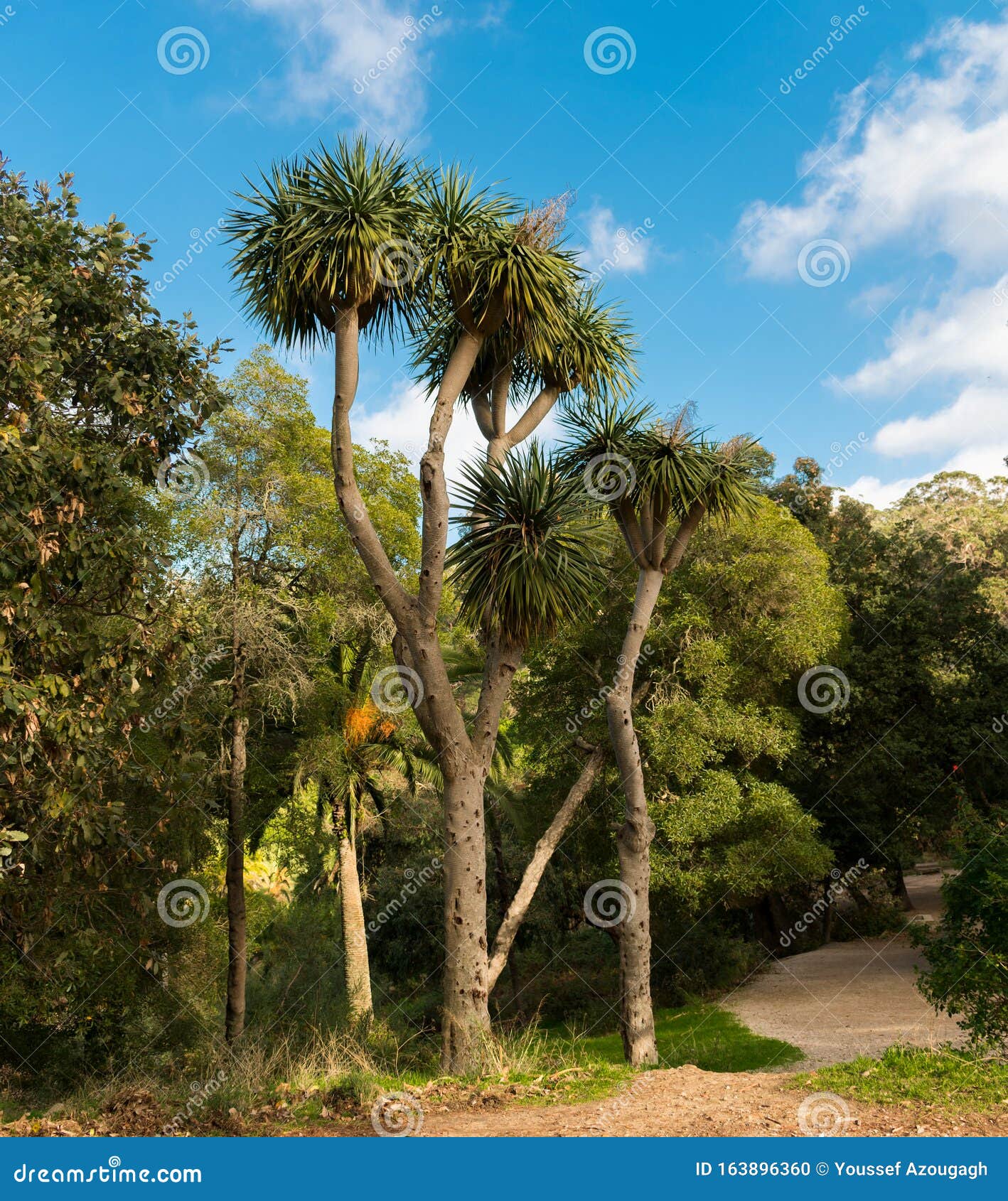 Perdicaris Park in Tangier, Morocco Stock Photo - Image of tangier ...