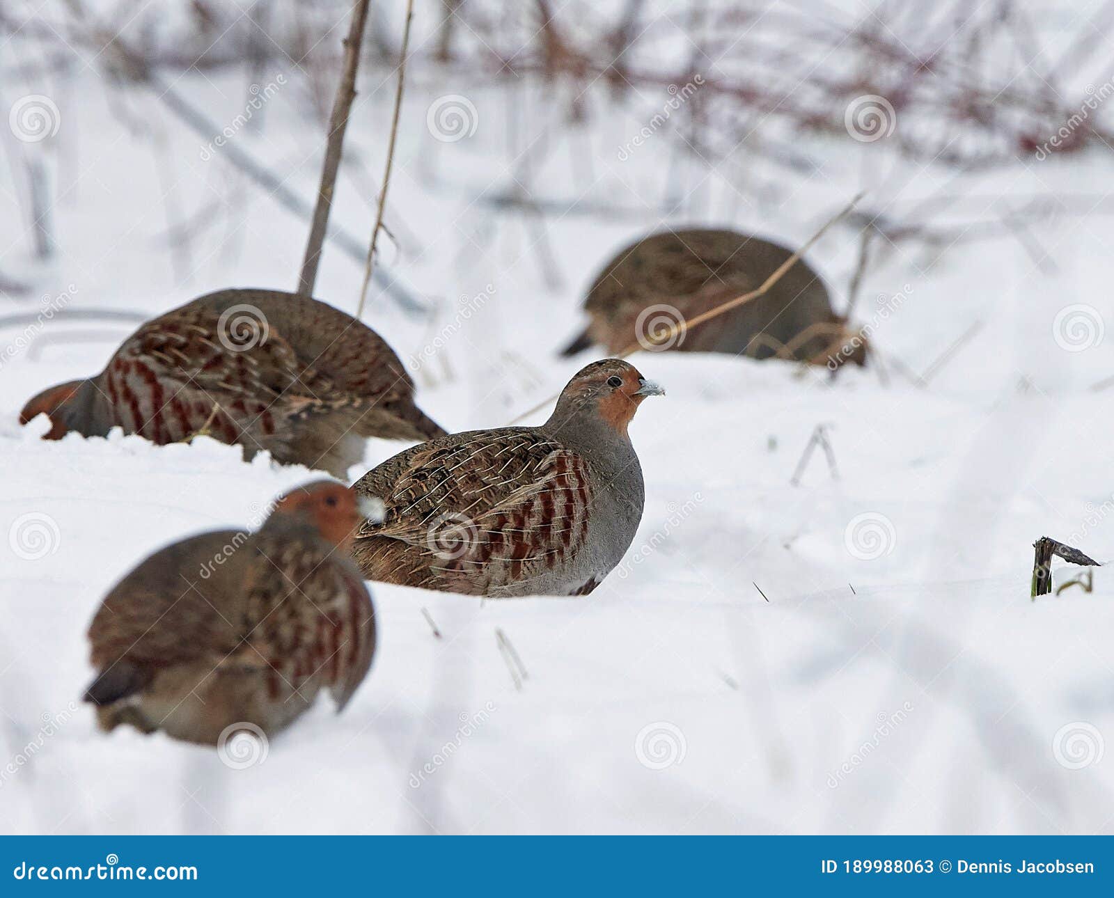 Perdix perdix cinza imagem de stock. Imagem de rebanho - 189988063