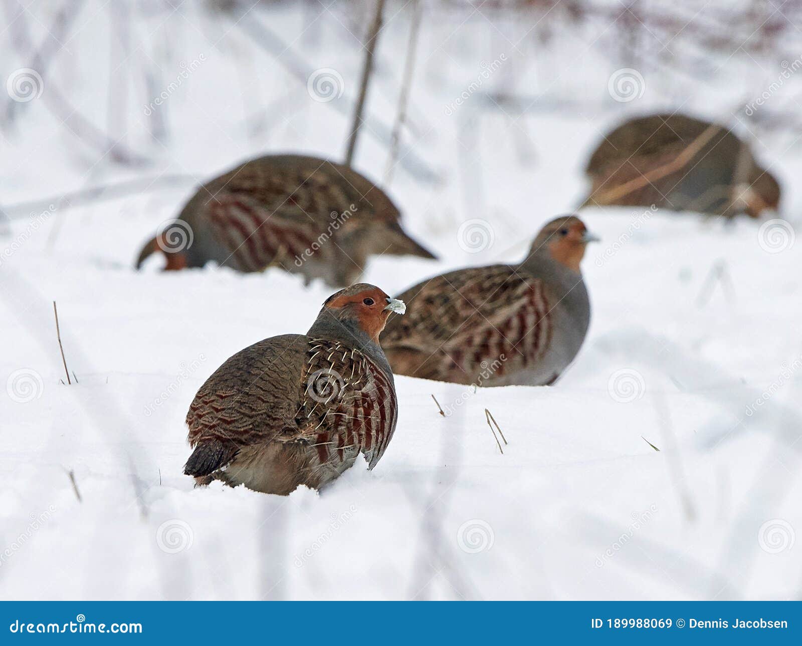 Perdix perdix cinza imagem de stock. Imagem de perdiz - 189988069