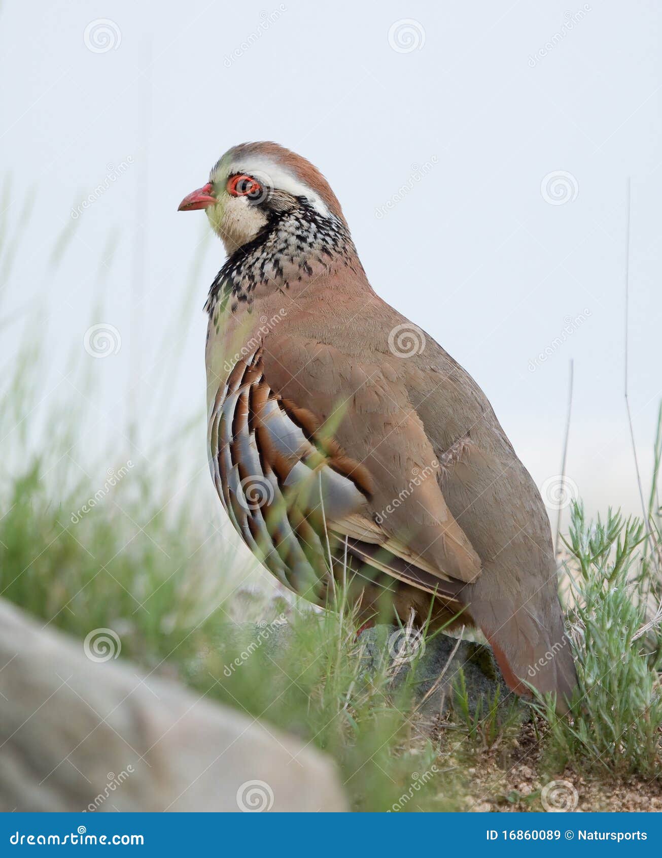 Perdiz imagen de archivo. Imagen de animal, presa, cubo - 16860089