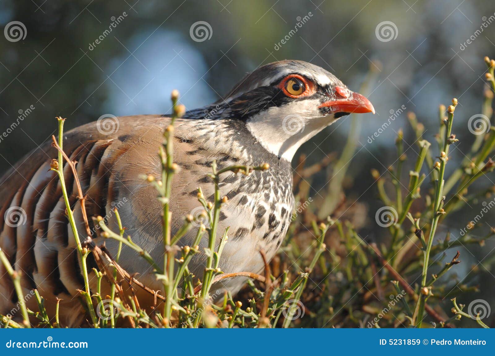 Perdiz imagem de stock. Imagem de protetor, rude, selvagem - 5231859