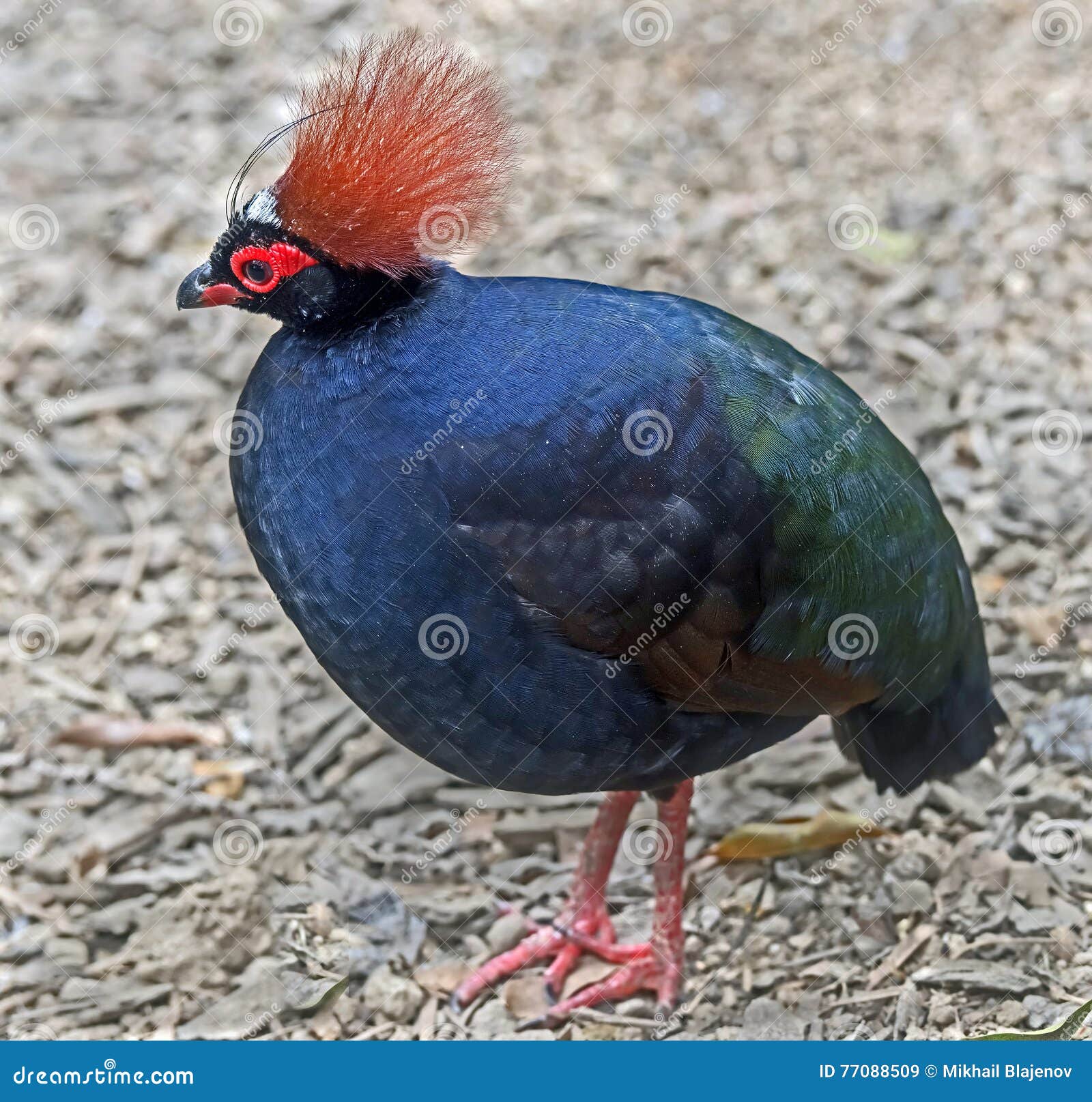 Perdiz con cresta imagen de archivo. Imagen de pico, color - 77088509