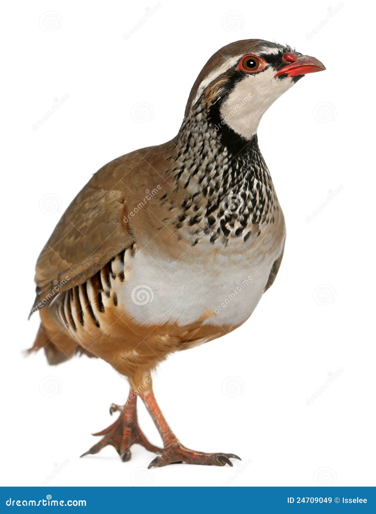 Perdiz de patas encarnadas imagem de stock. Imagem de isolado - 24709049