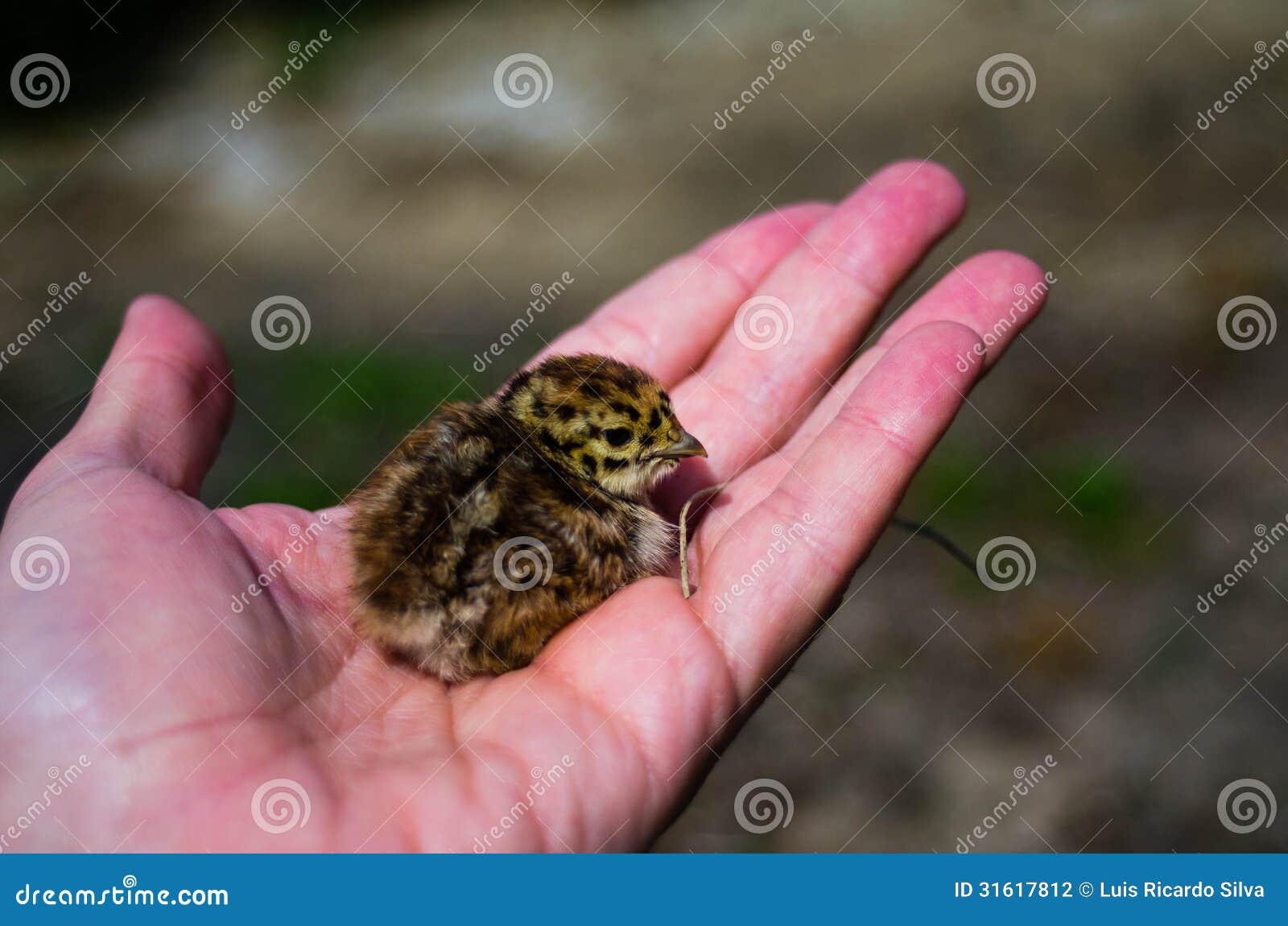 Perdiz del bebé foto de archivo. Imagen de fauna, mano - 31617812