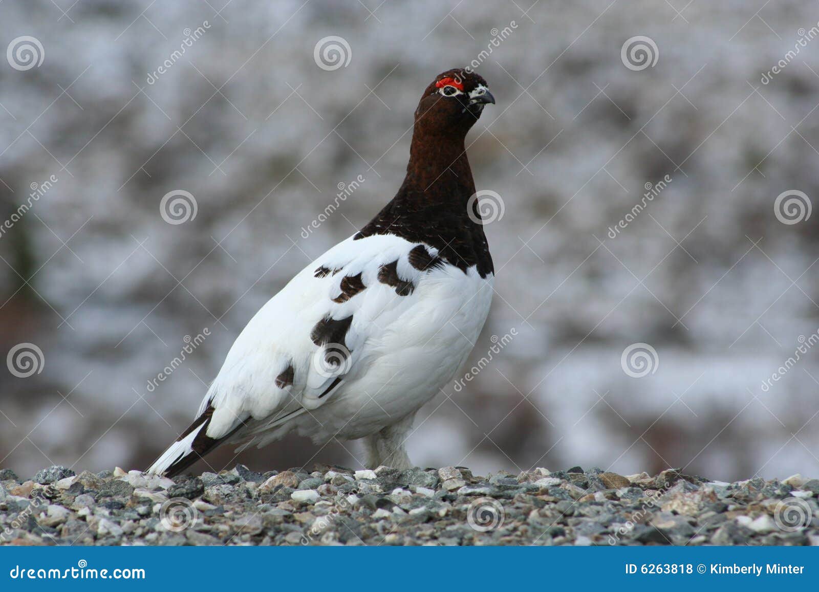 Perdiz nival foto de archivo. Imagen de ptarmigan, fauna - 6263818
