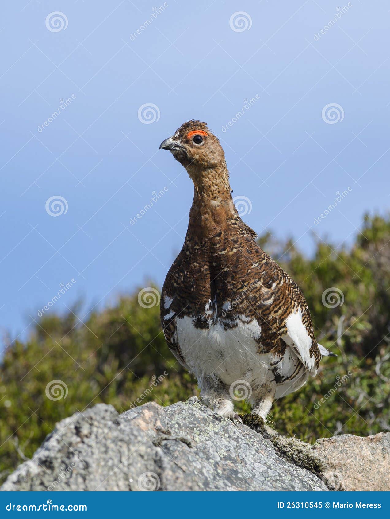 Perdiz nival del sauce imagen de archivo. Imagen de aves - 26310545