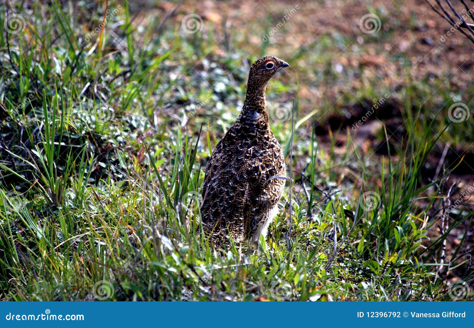 Perdiz Nival Del Sauce En Verano Foto de archivo - Imagen de ...