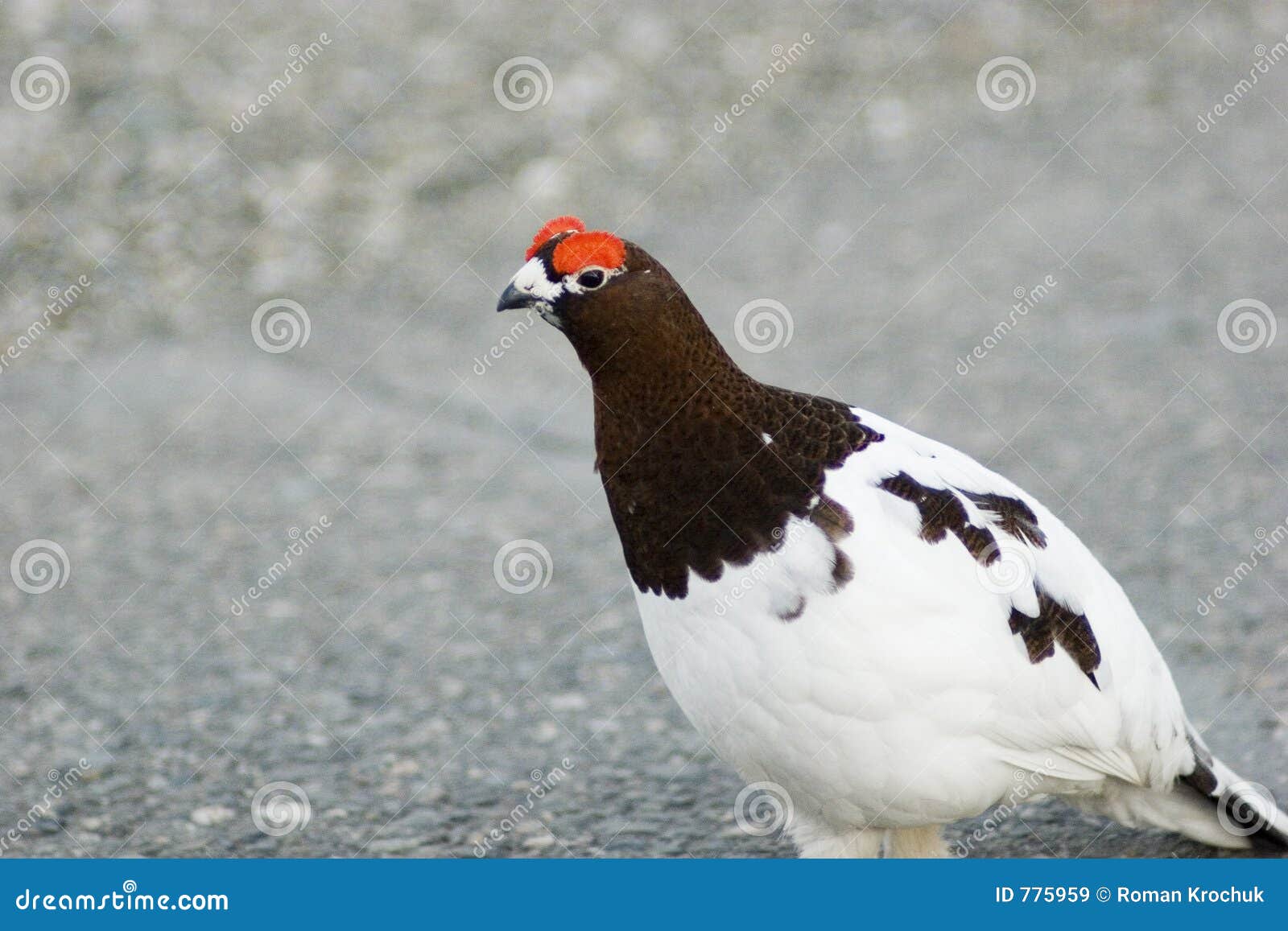 Perdiz nival masculina imagen de archivo. Imagen de reventar - 775959