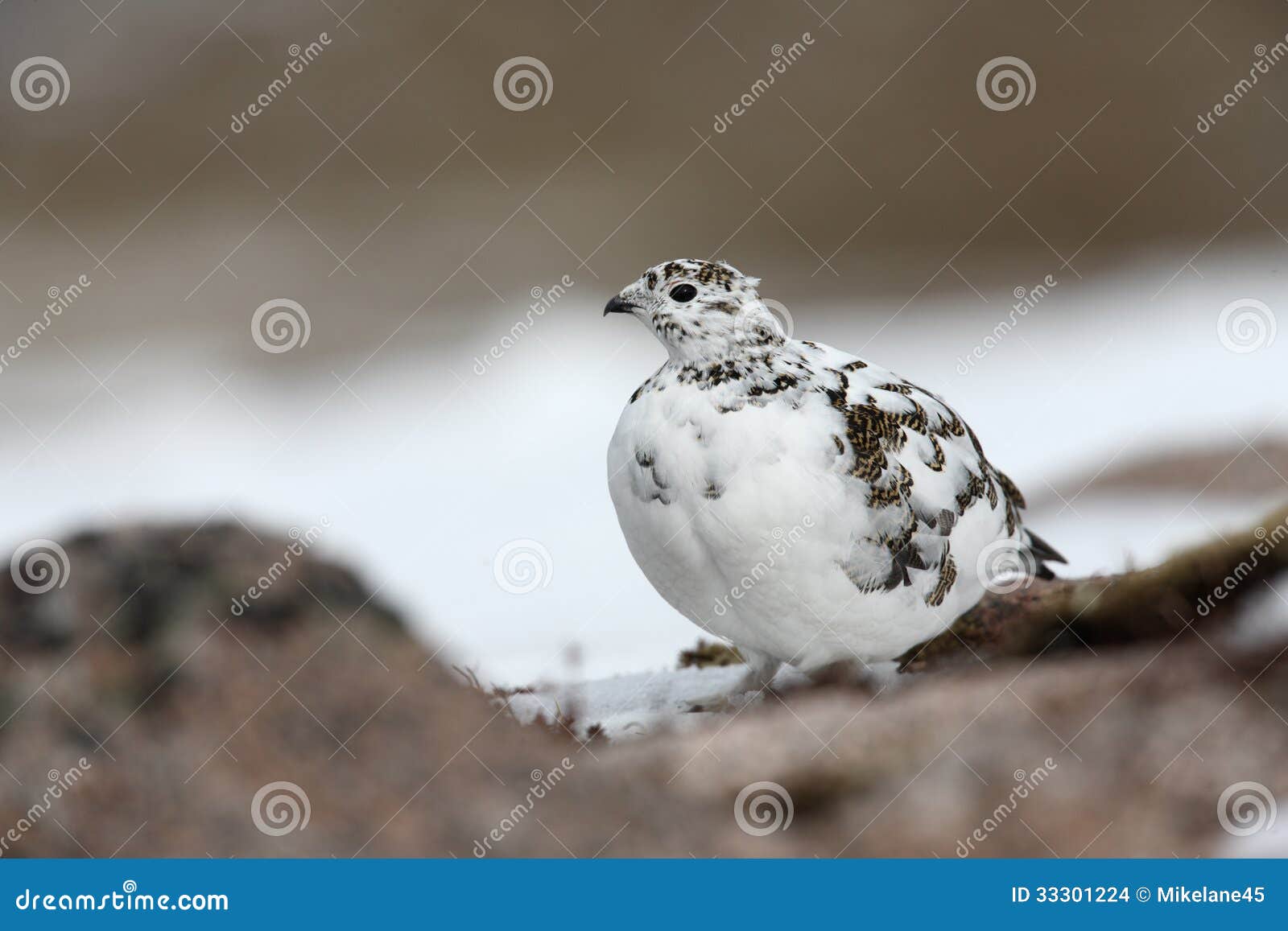 Perdiz Nival, Mutus Del Lagopus Foto de archivo - Imagen de invierno ...