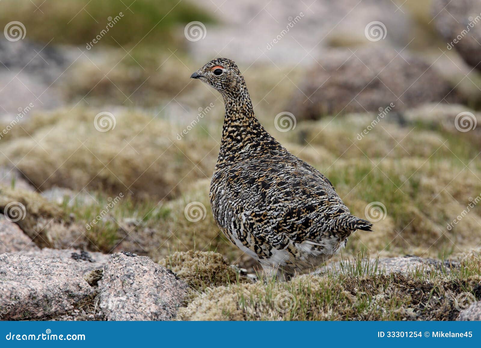 Perdiz Nival, Mutus Del Lagopus Foto de archivo - Imagen de nieve ...