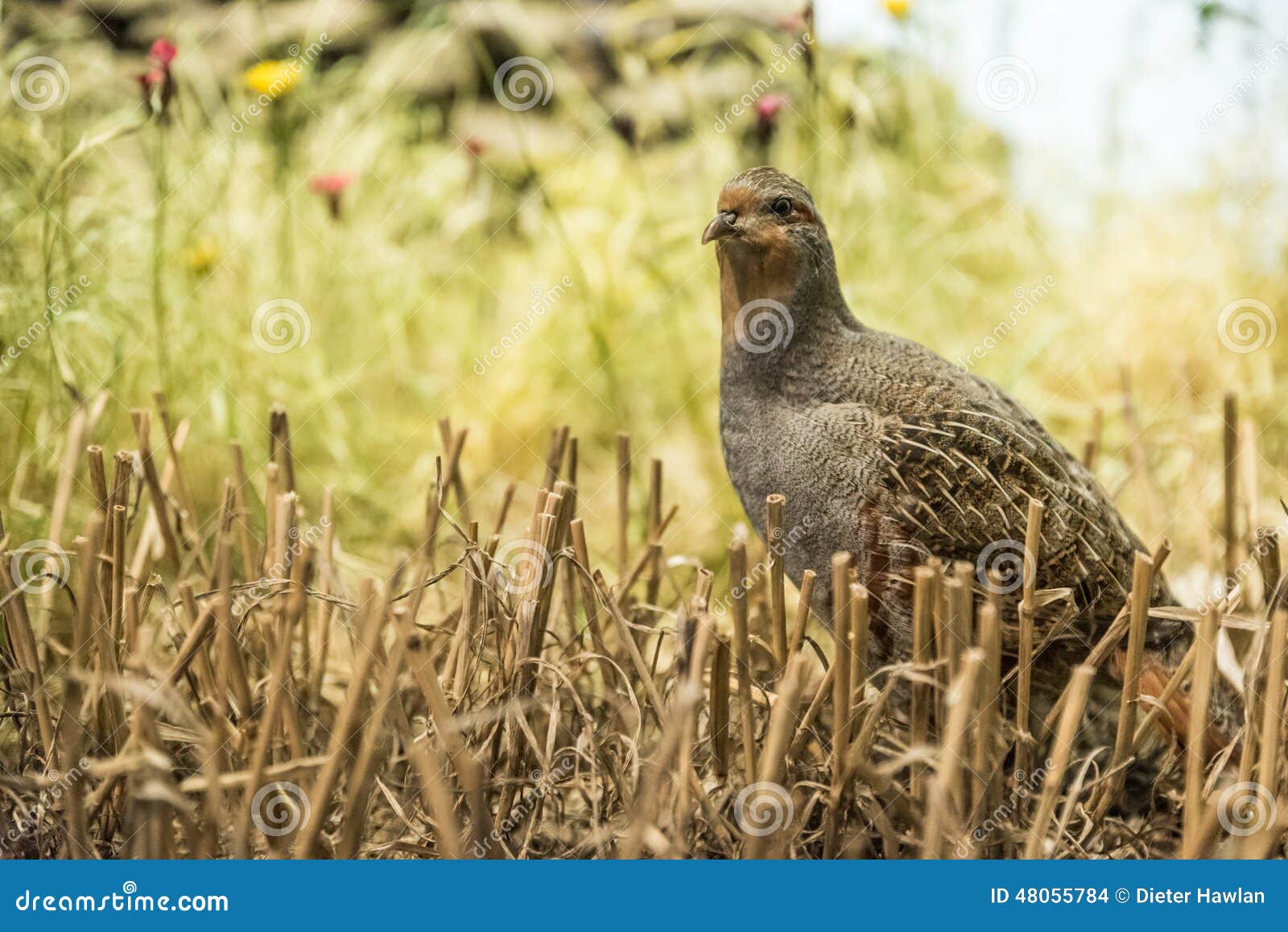 Perdiz no campo foto de stock. Imagem de nave, horizontal - 48055784