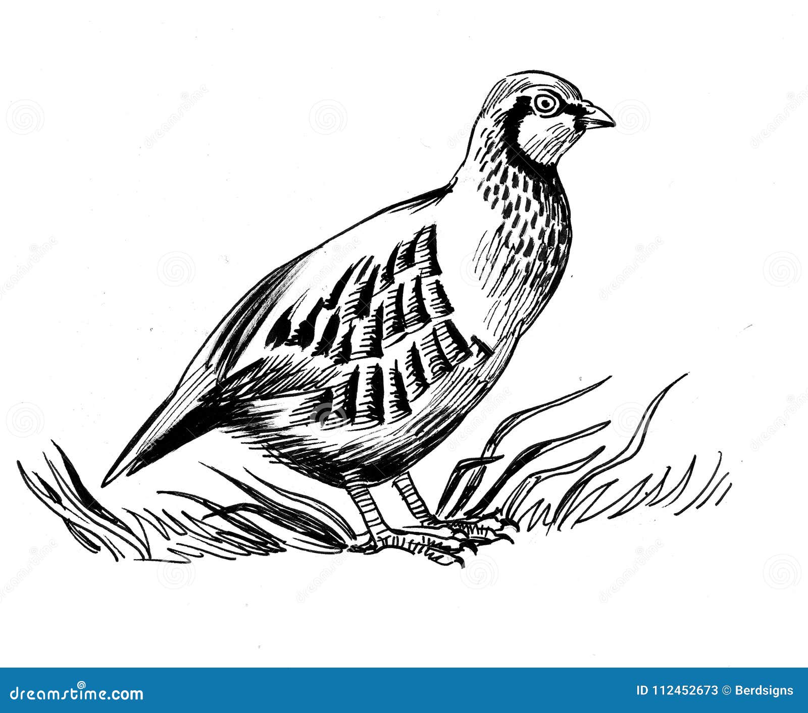Perdiz salvaje stock de ilustración. Ilustración de cubo - 112452673