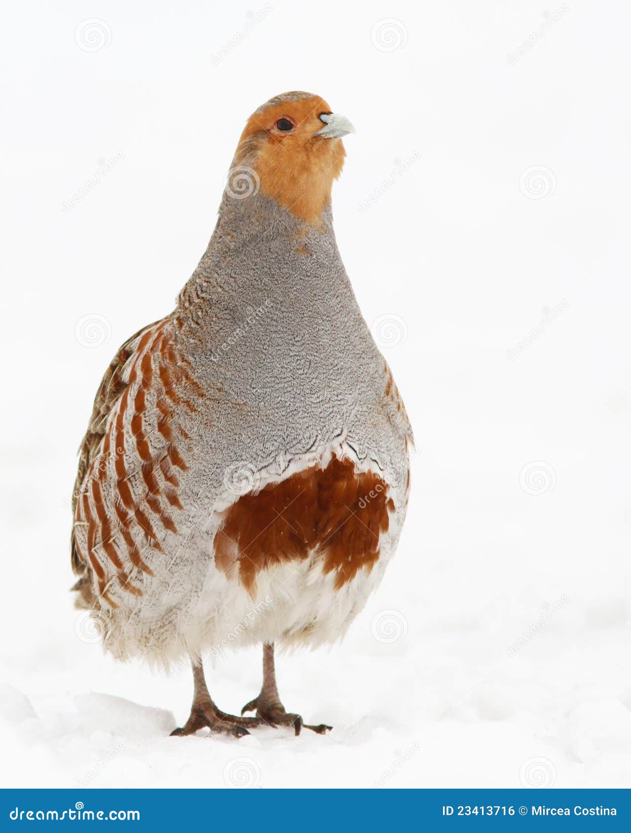 Perdrix grise photo stock. Image du grand, neige, animal - 23413716