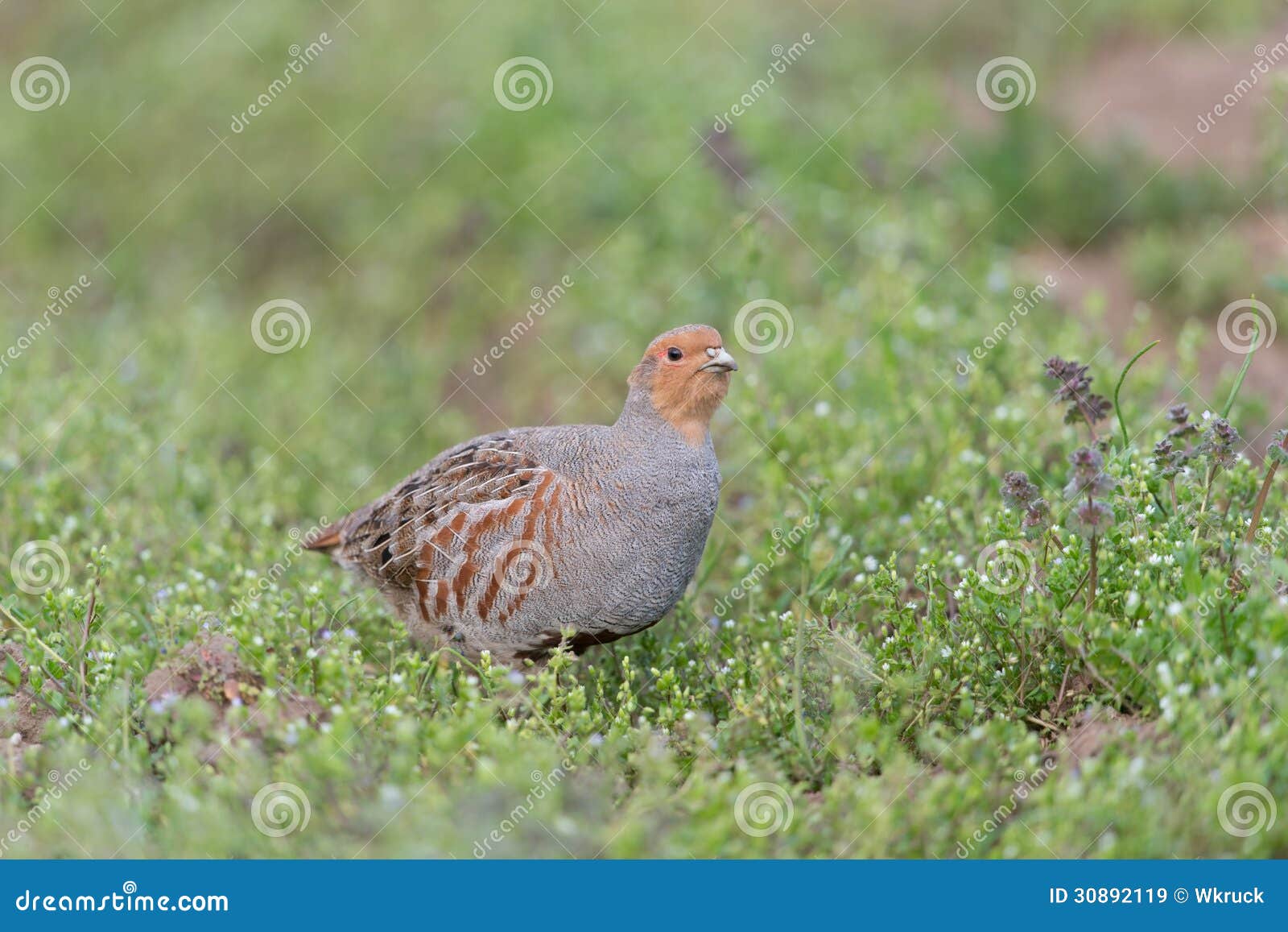 Perdrix grise image stock. Image du perdrix, ressort - 30892119