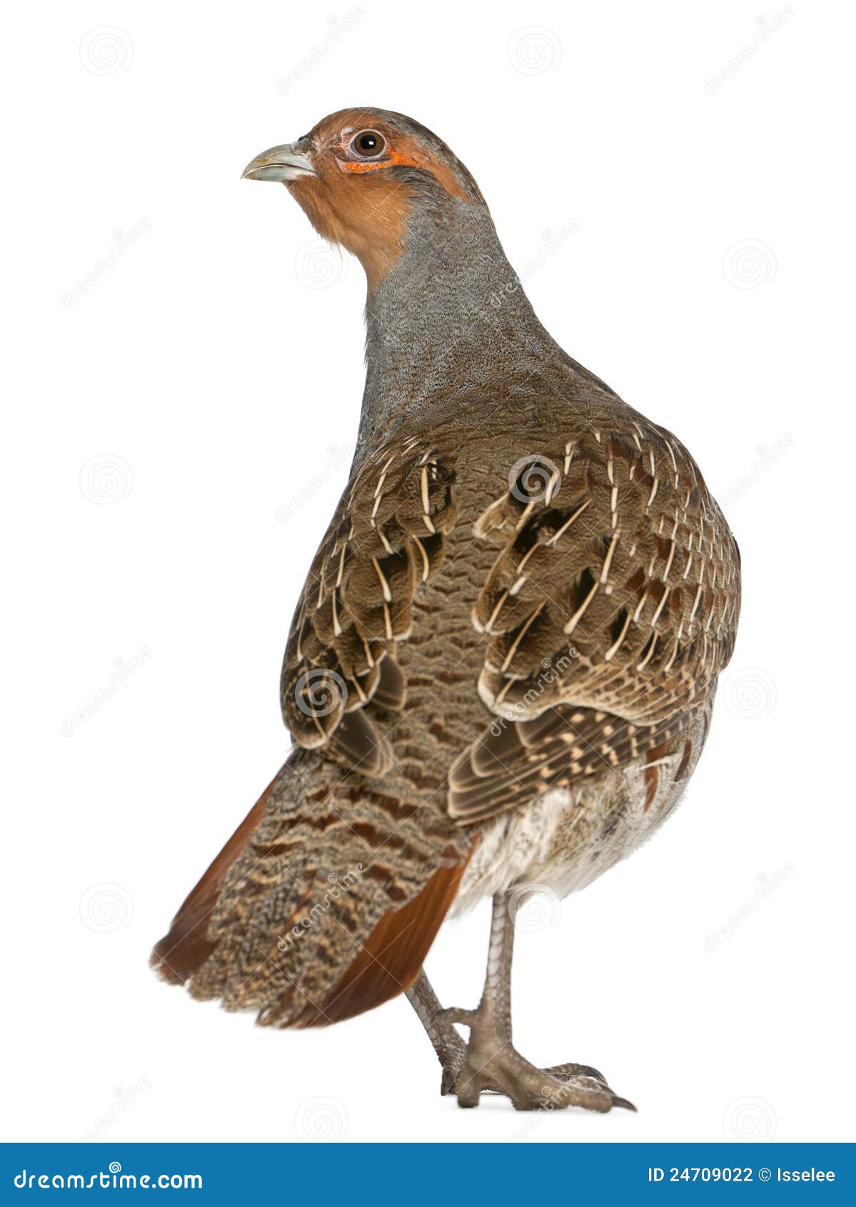 Perdrix Grise, Perdix De Perdix Photo stock - Image du anglais, thèmes ...