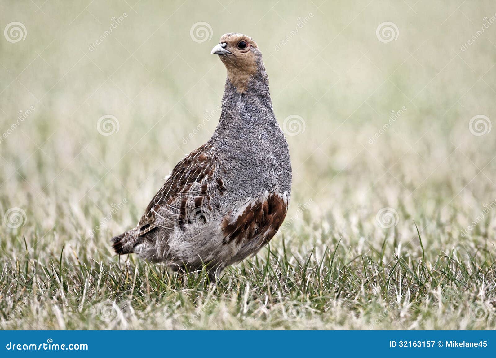 Perdrix Grise, Perdix De Perdix Image stock - Image du britannique ...