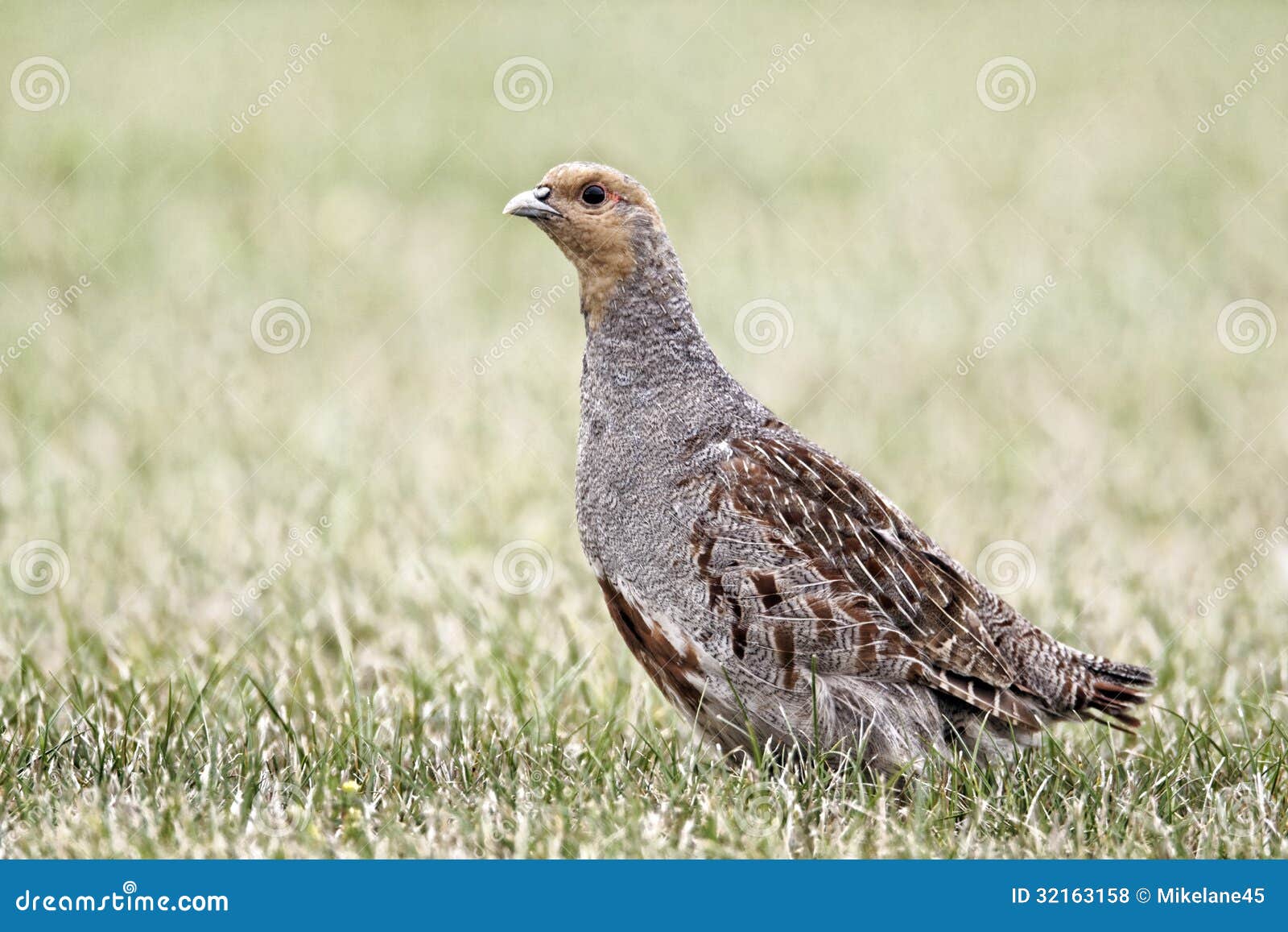 Perdrix Grise, Perdix De Perdix Photo stock - Image of ferme ...