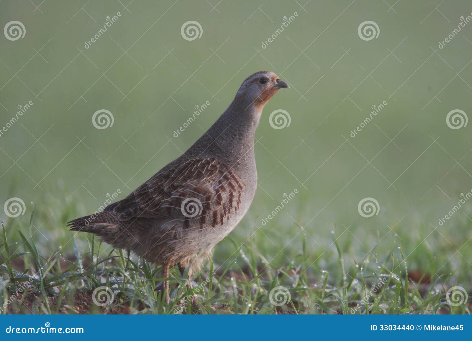 Perdrix Grise, Perdix De Perdix Photo stock - Image du nature, oiseau ...