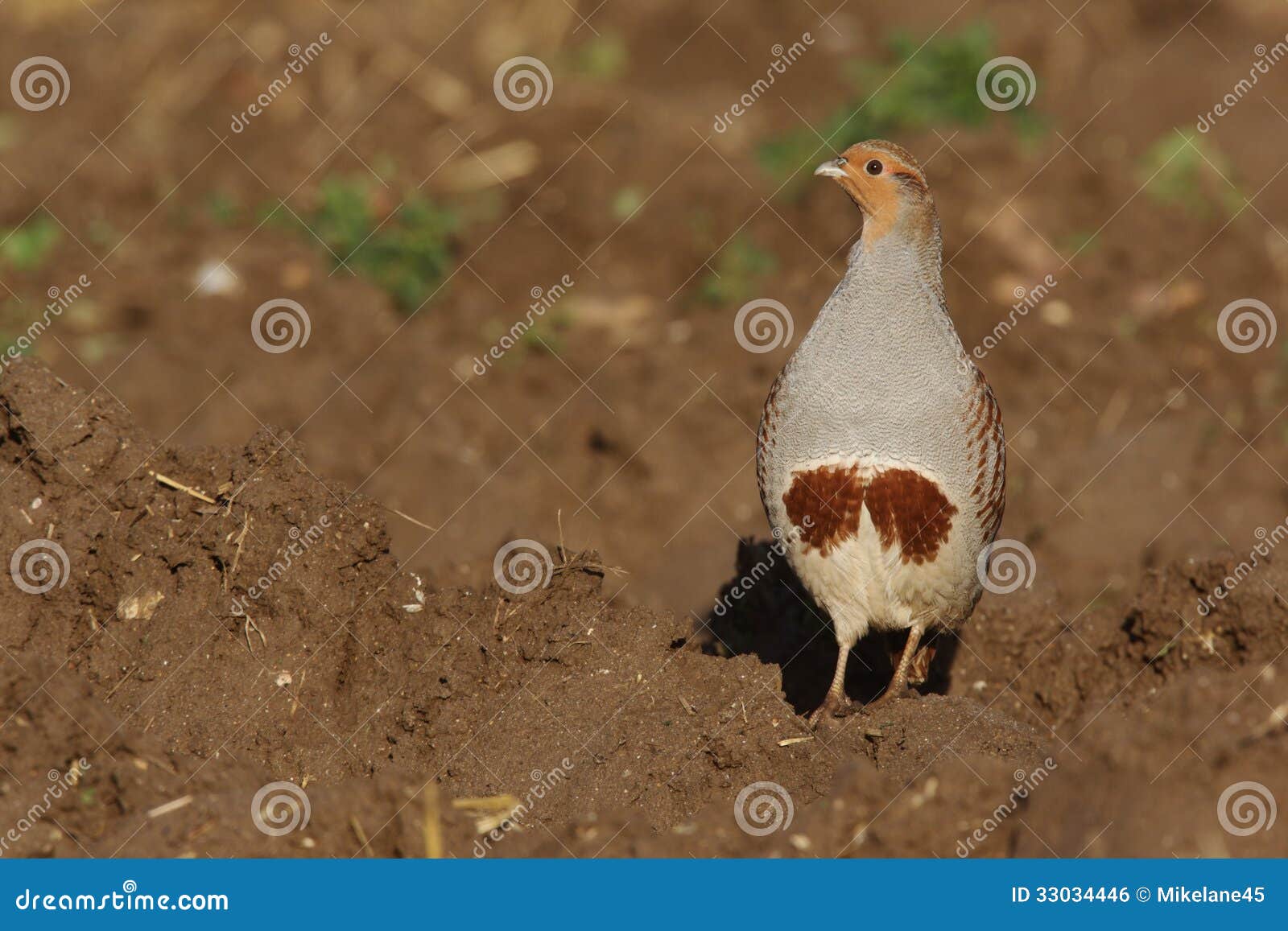 Perdrix Grise, Perdix De Perdix Photo stock - Image du nature, anglais ...