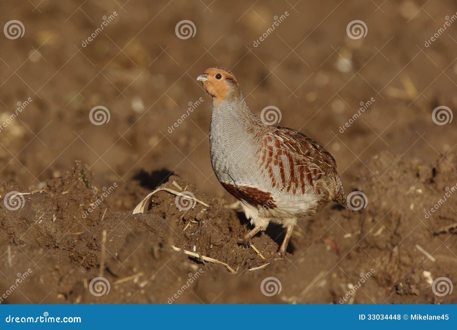Perdrix Grise, Perdix De Perdix Photo stock - Image du oiseau, hongrois ...