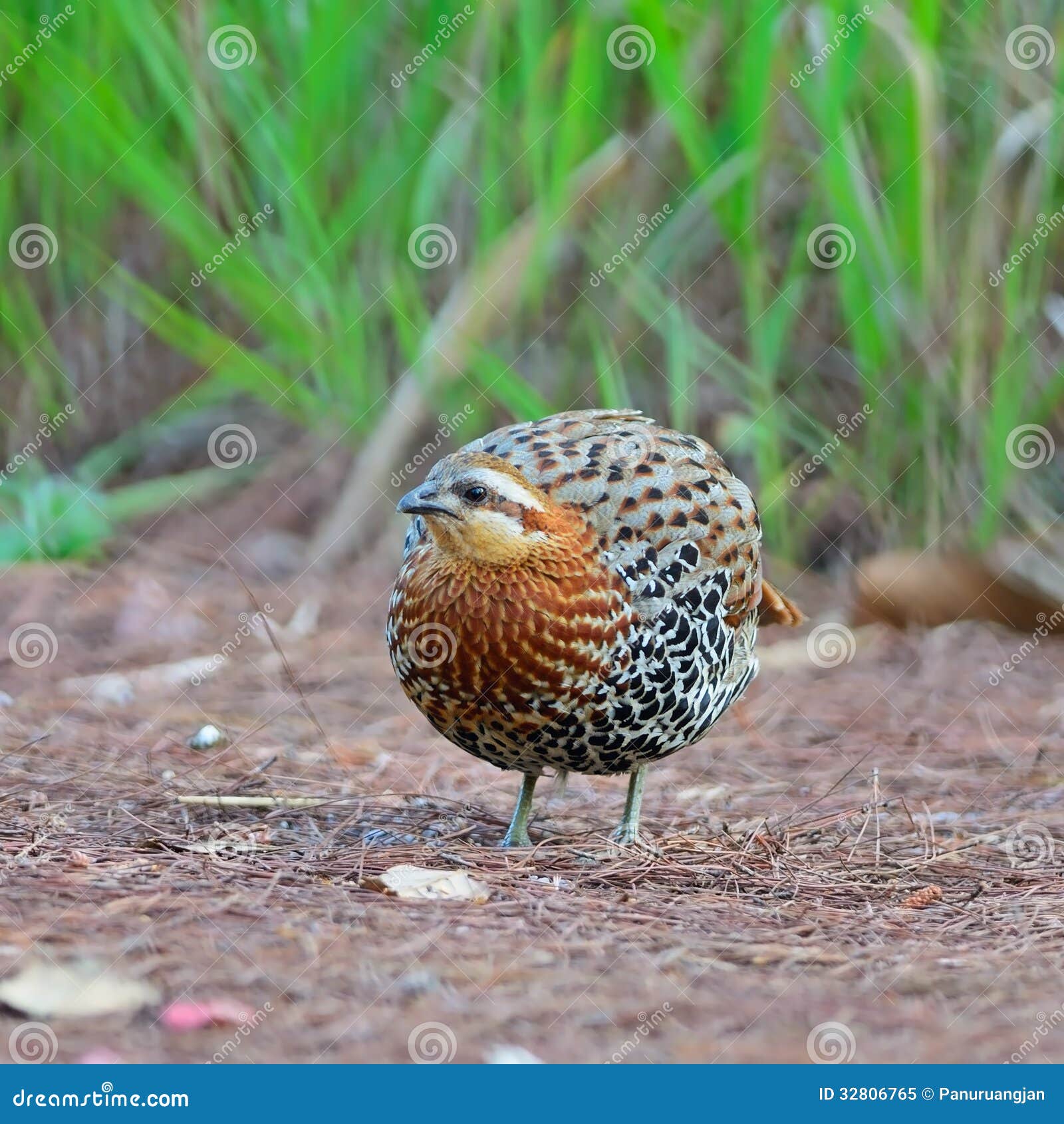 Perdrix Masculine De Bambou De Montagne Image stock - Image du perdrix ...
