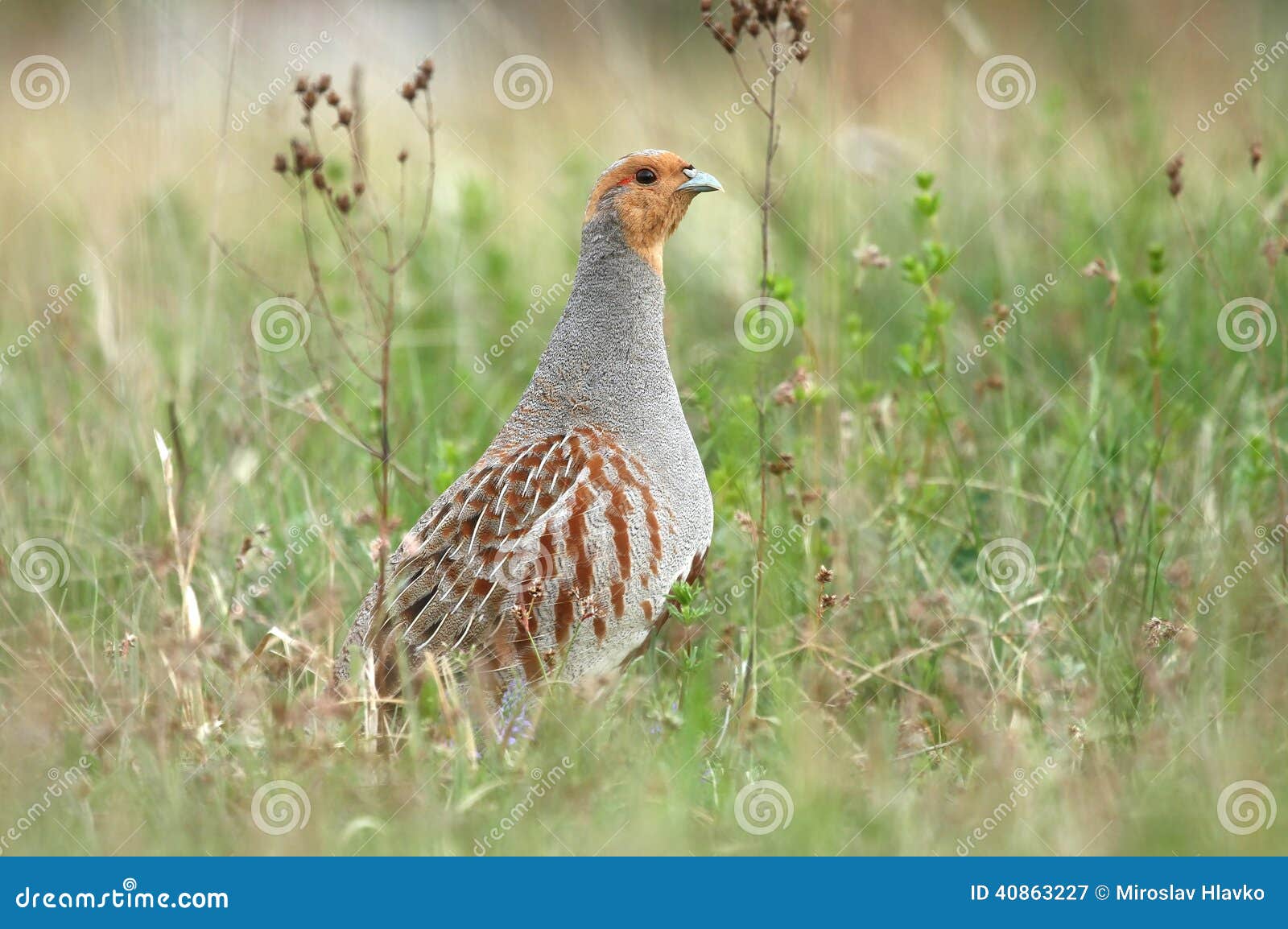 Perdrix mignonne image stock. Image du facture, animal - 40863227