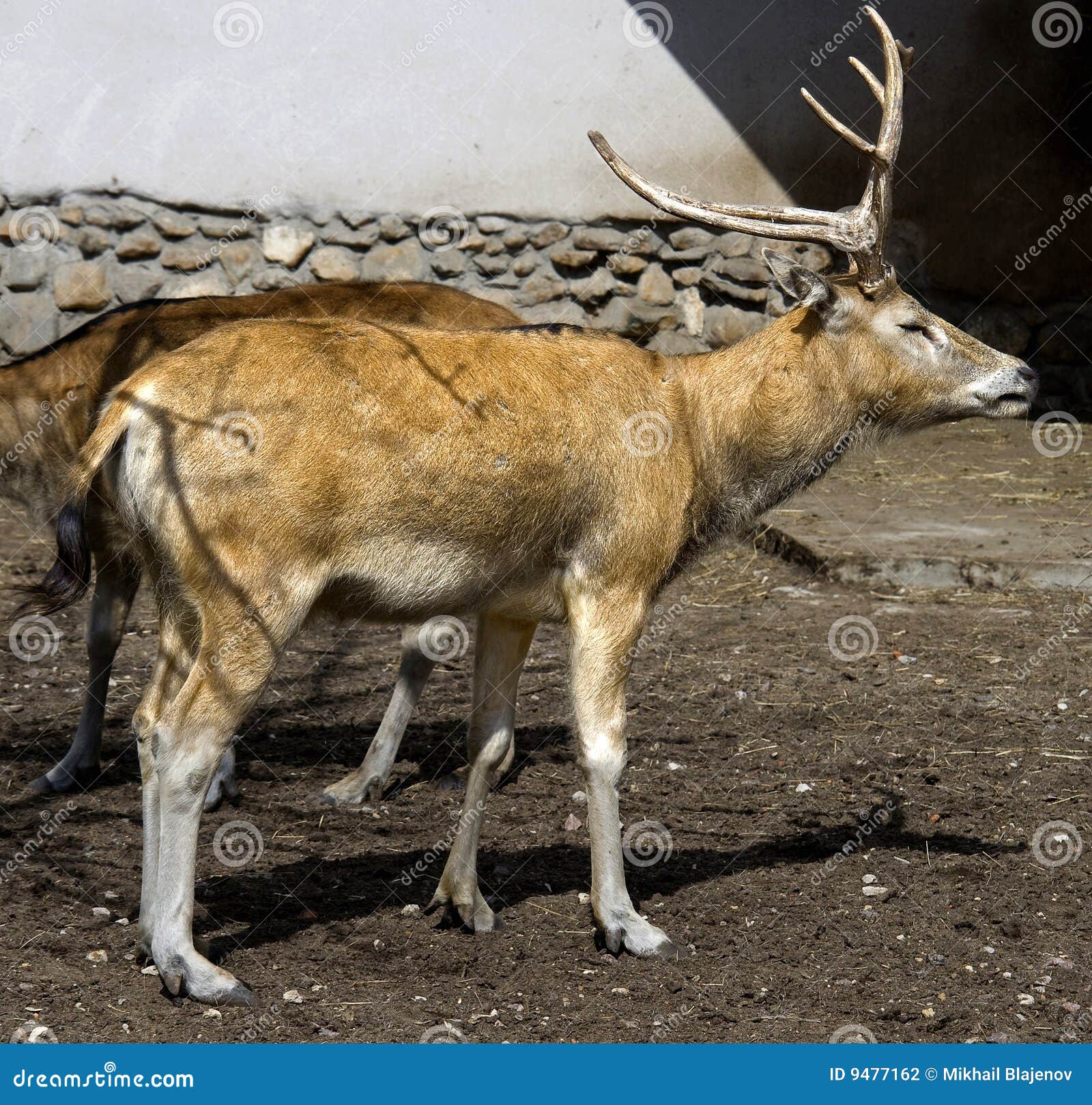 Pere David`s Deer Elaphurus Davidianus Royalty-Free Stock Photography ...