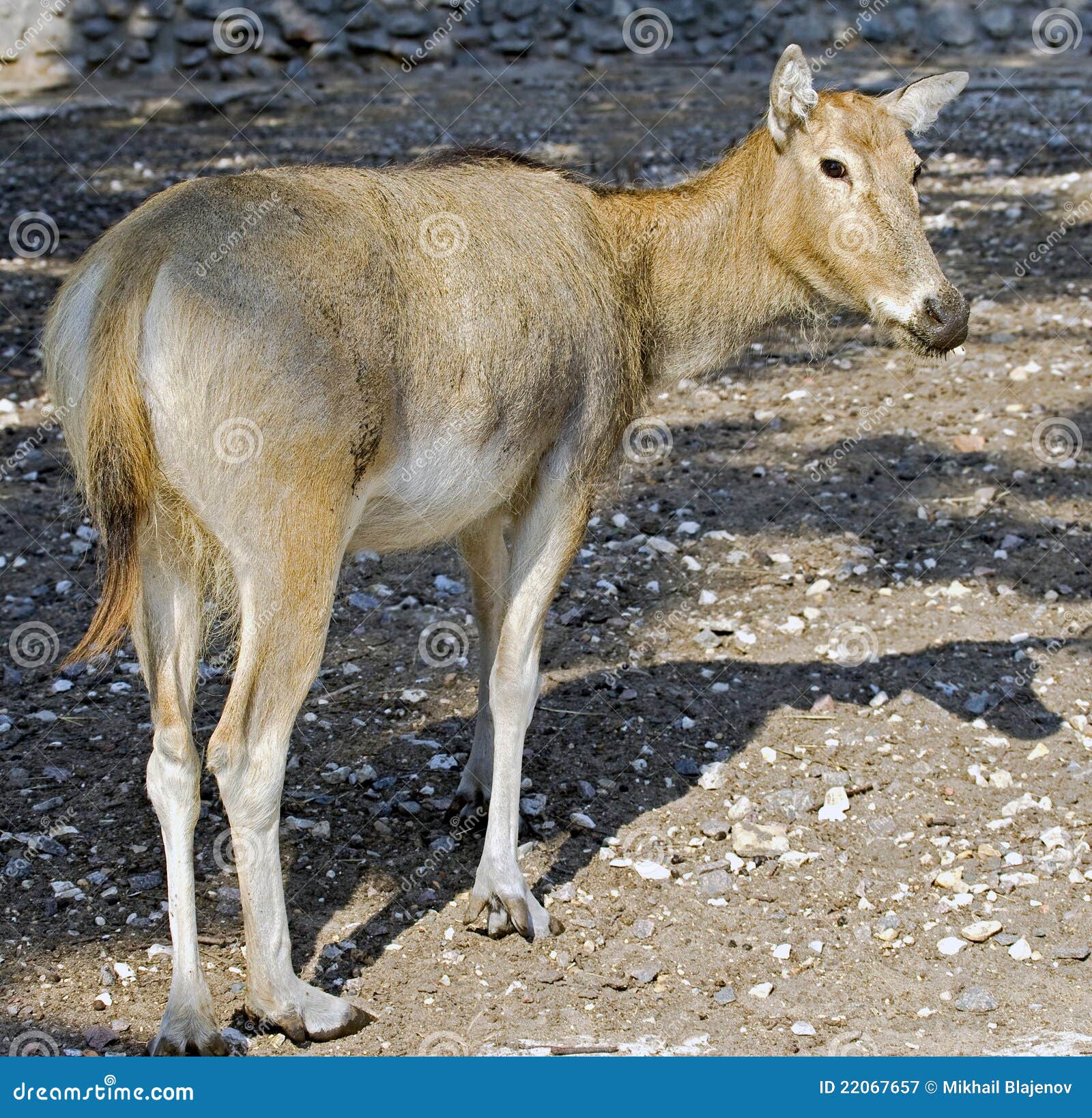 Pere David`s deer 10 stock image. Image of deer, pere - 22067657