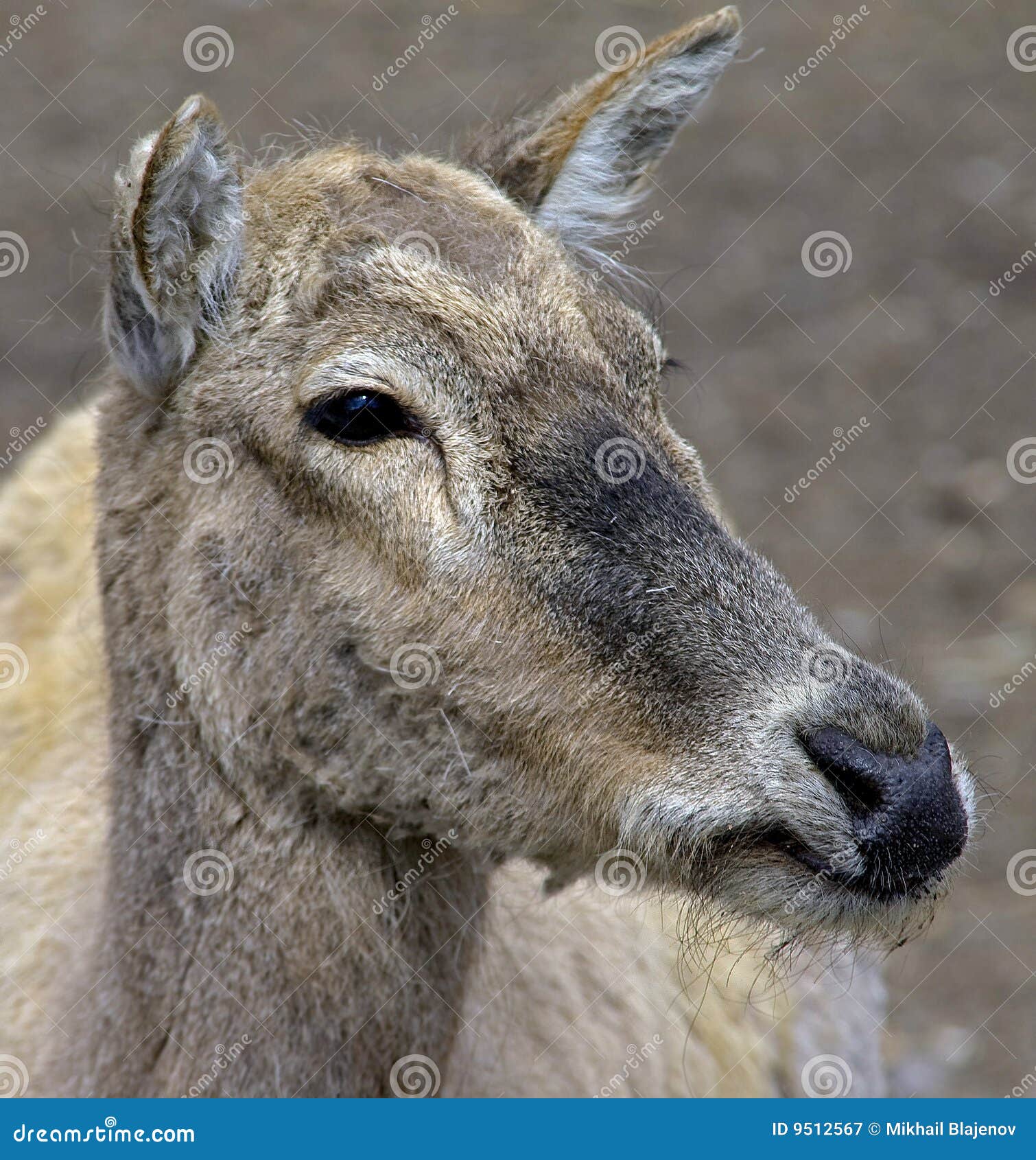Pere David`s Deer Elaphurus Davidianus Royalty-Free Stock Photography ...