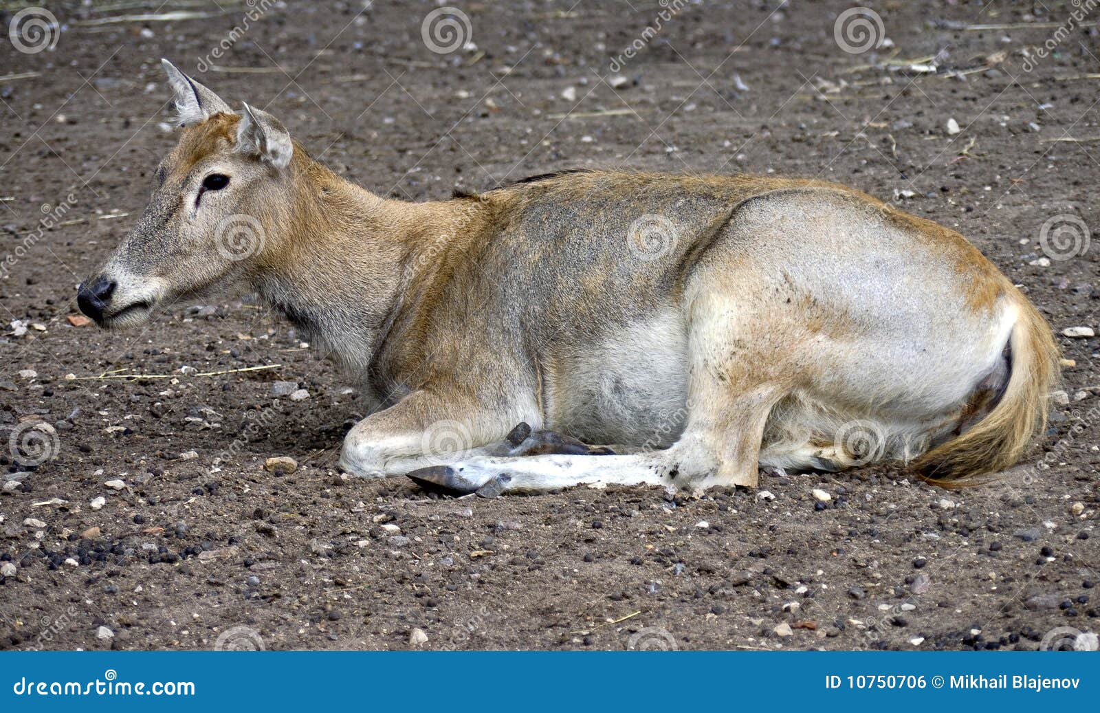 Pere David's deer 5 stock photo. Image of population - 10750706