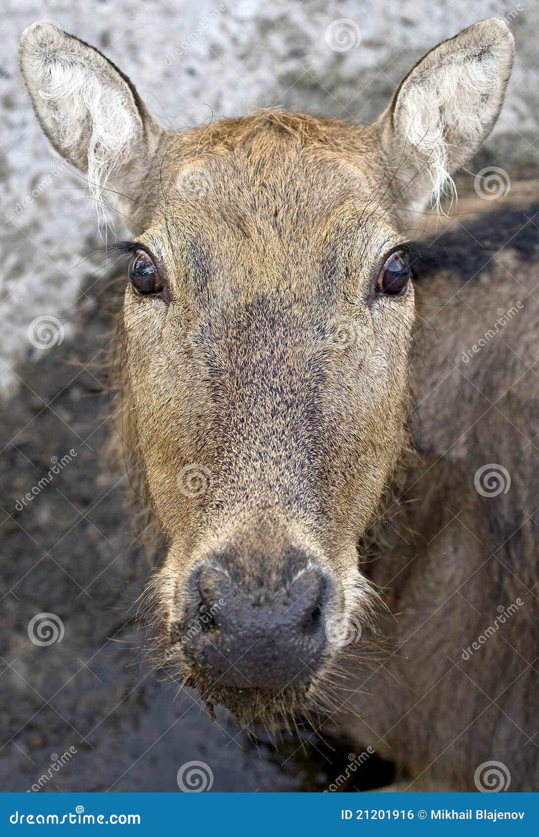 Pere David`s deer 8 stock photo. Image of herbivorous - 21201916