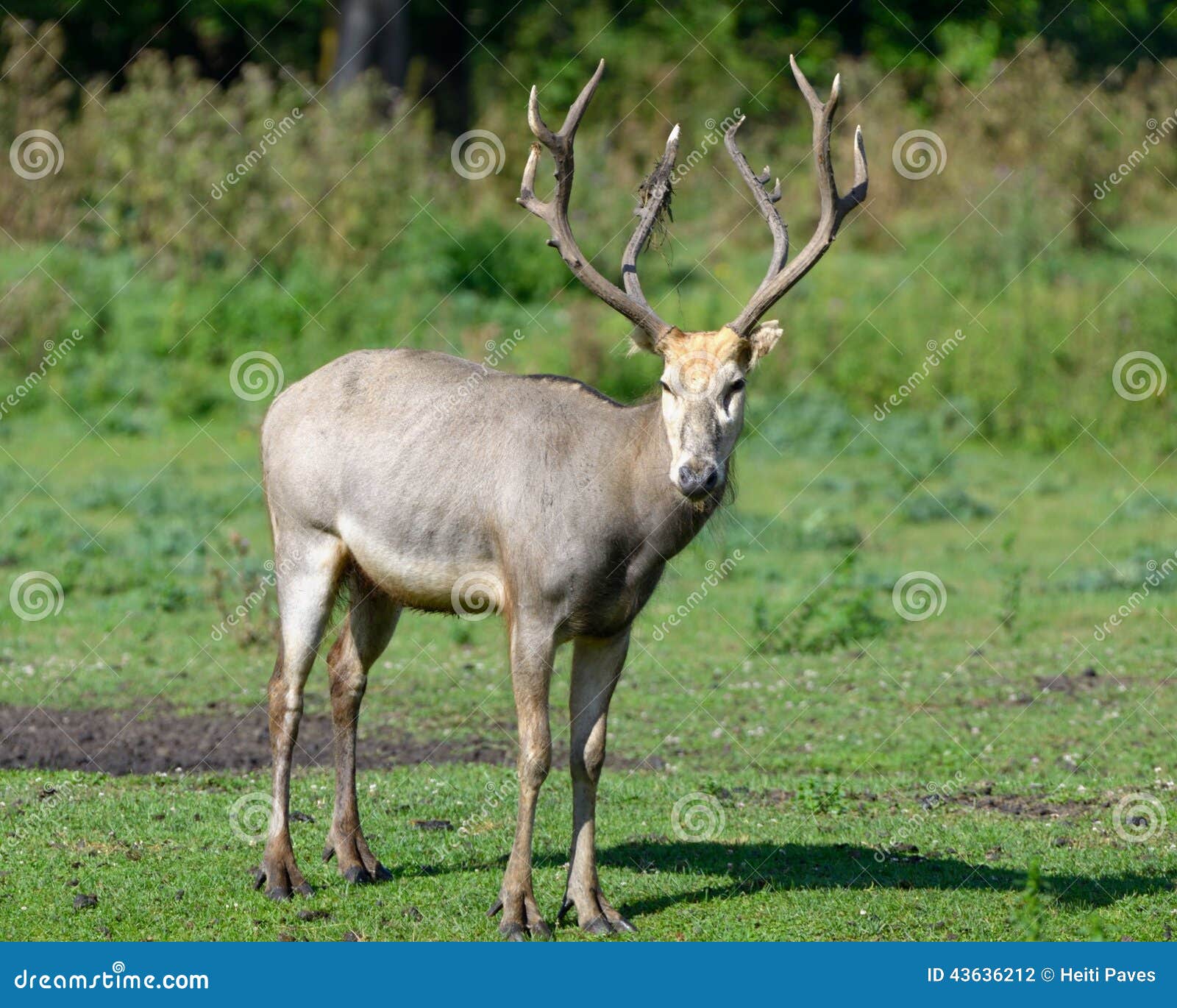 Pere David s deer stock photo. Image of park, david, nature - 43636212