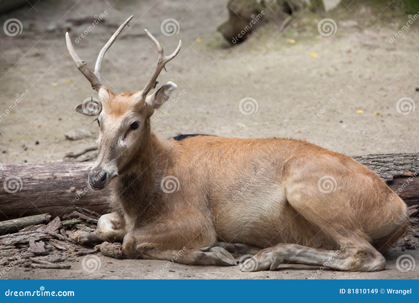 Pere David`s Deer Elaphurus Davidianus Stock Image - Image of david ...