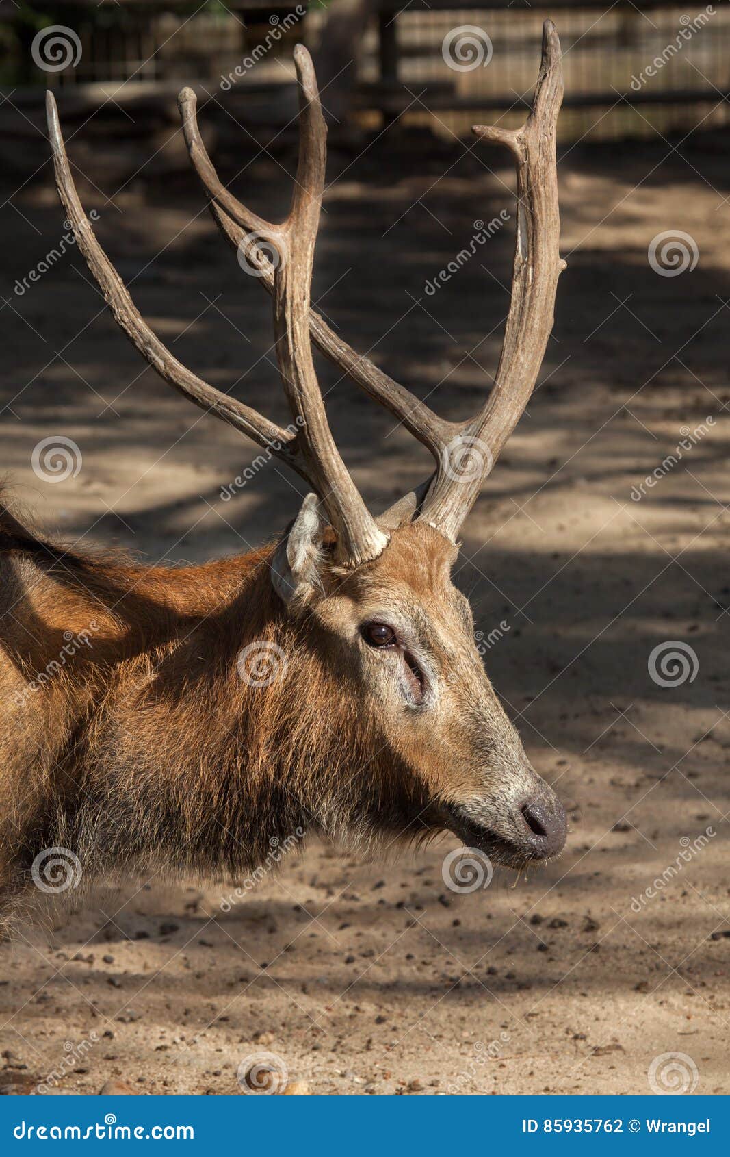 Pere David`s Deer Elaphurus Davidianus Stock Photo - Image of ...