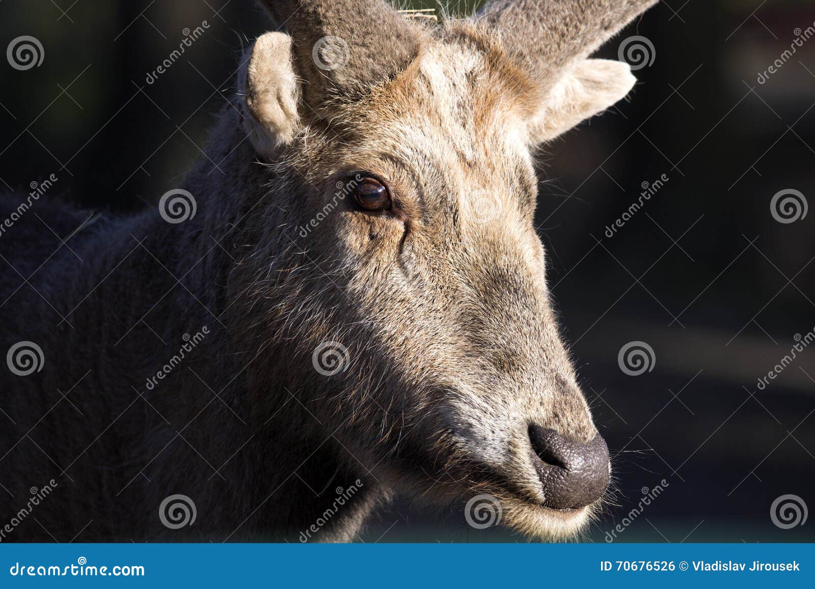 Pere David S Deer, Elaphurus Davidianus, Was almost Extinct Stock Photo ...