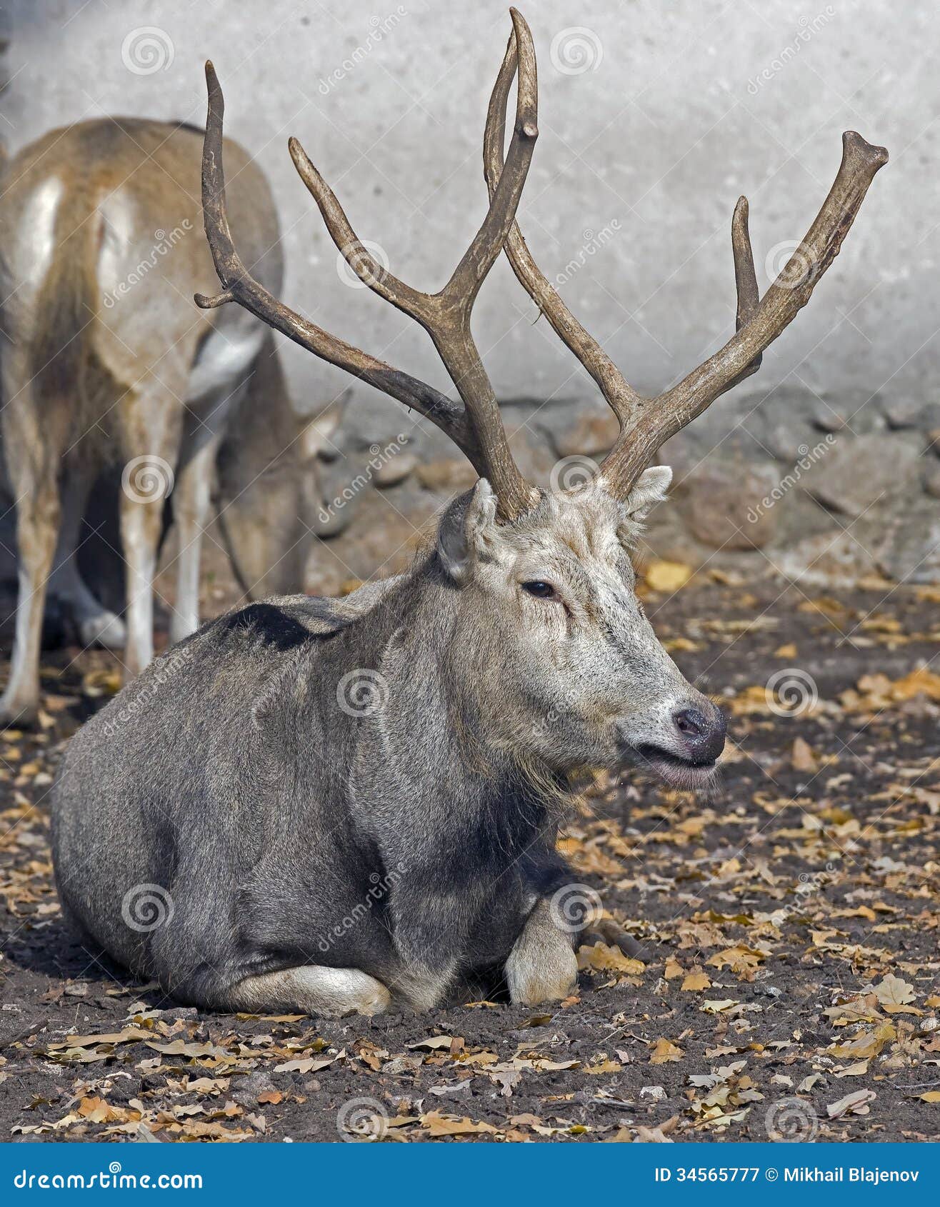 Pere David`s deer 6 stock image. Image of fauna, nature - 34565777