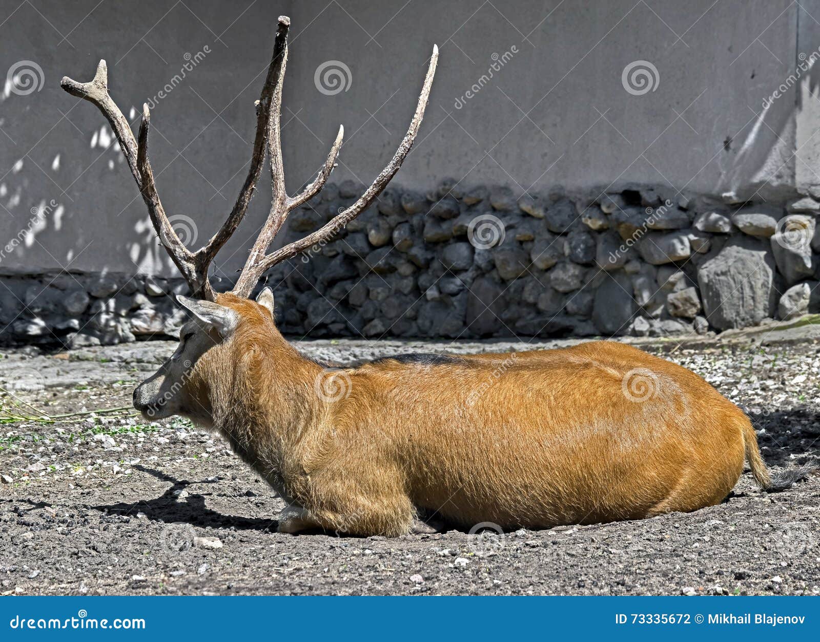 Pere David`s deer male 1 stock photo. Image of deer, nice - 73335672