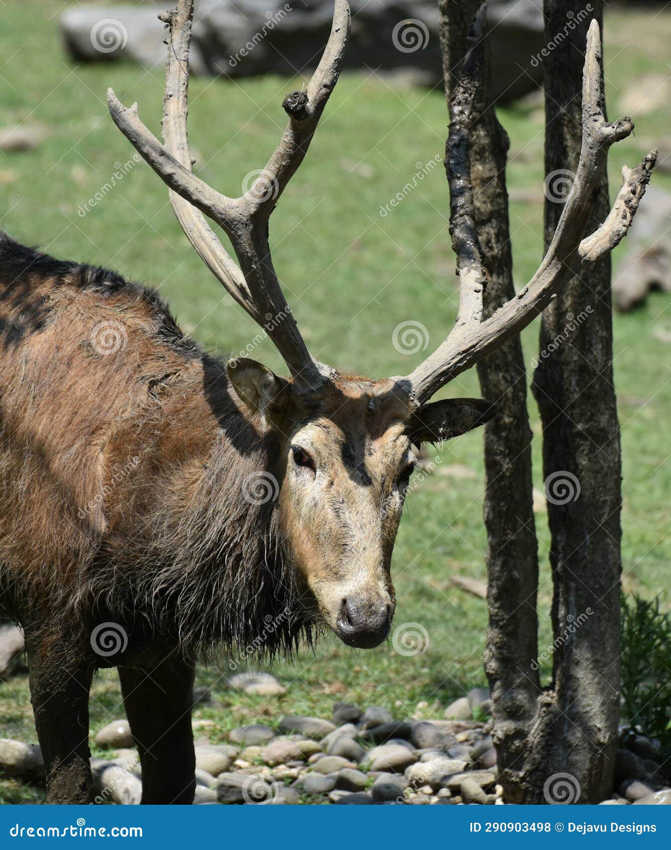 Pere Davids Deer with Large Rack of Antlers Stock Photo - Image of ...