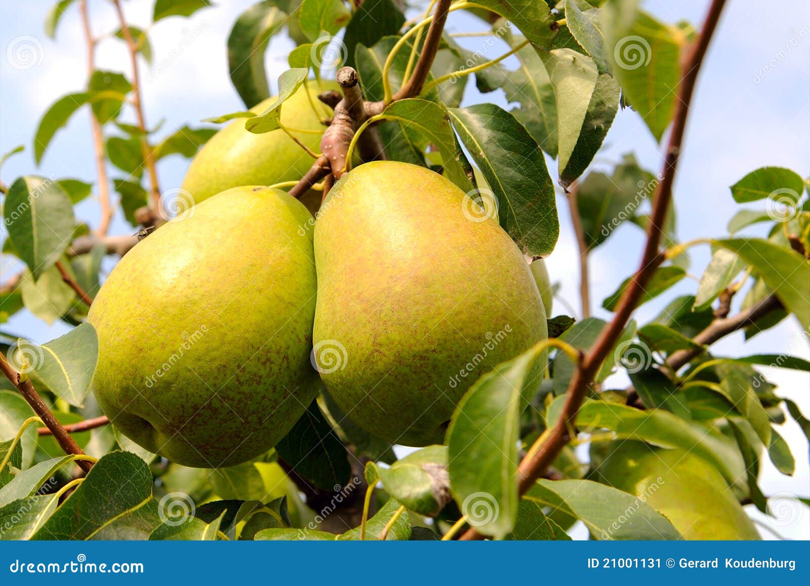 Pere Gialle Sull'albero Di Pera Immagine Stock - Immagine di ...