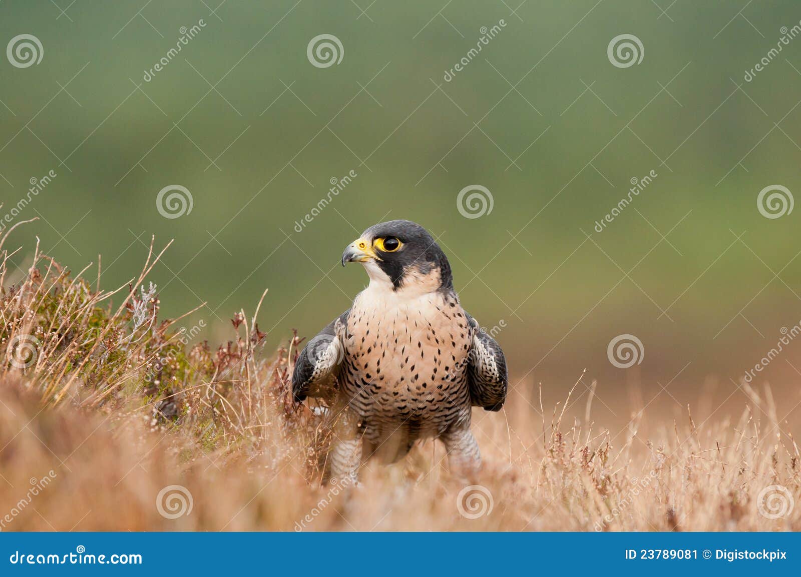 Peregrine Falcon stock image. Image of peregrine, birds - 23789081
