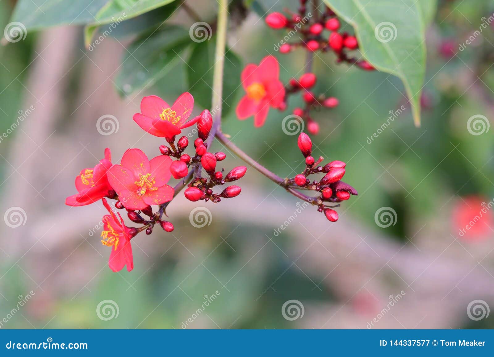 Peregrina Jatropha Integerrima Stock Image - Image of branch, outdoor ...