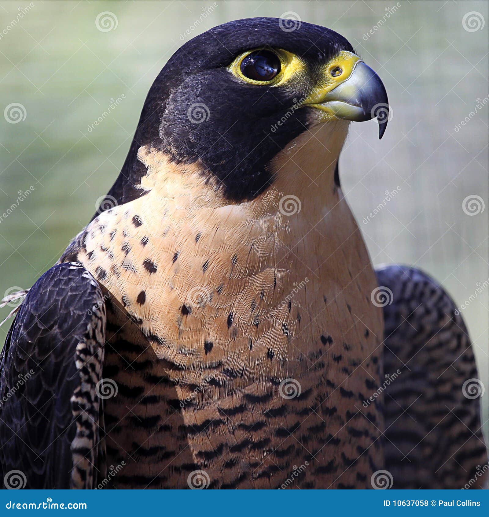 Peregrine Falcon stock photo. Image of gaze, peregrine - 10637058
