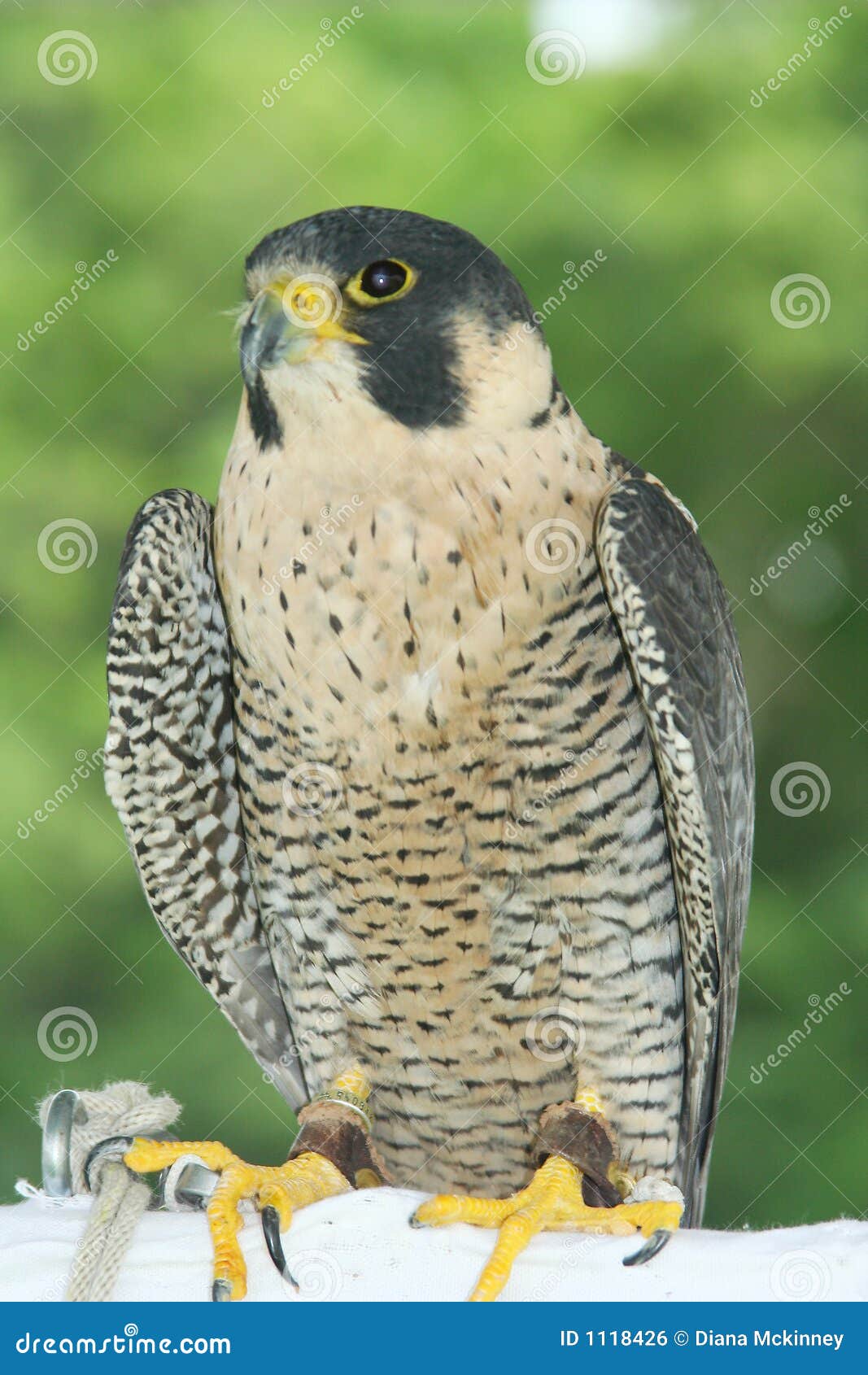 Falcon Talons Weapon