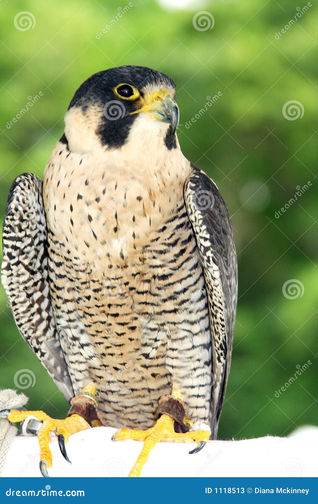 Peregrine Falcon stock image. Image of talons, predator - 1118513