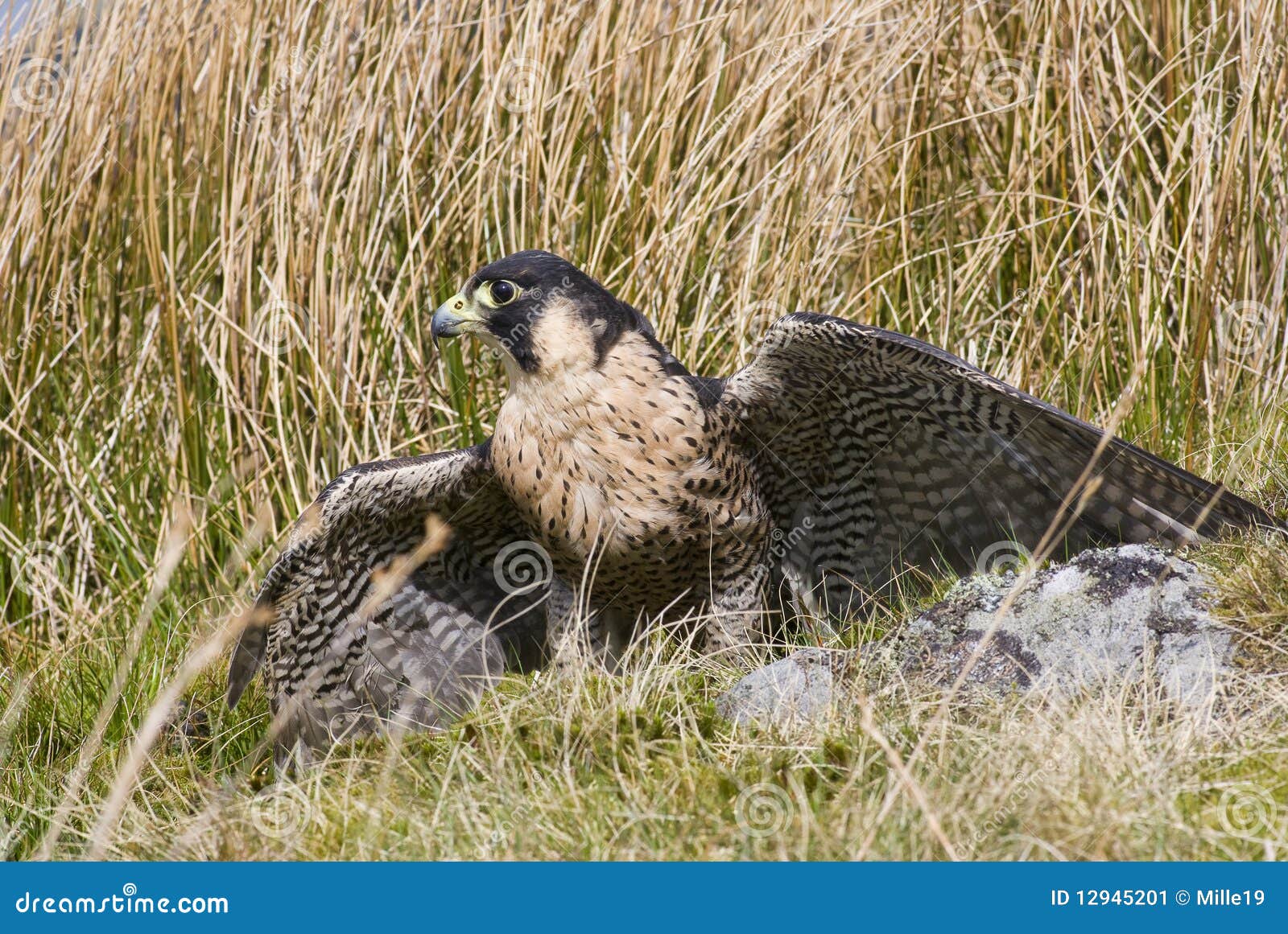 Peregrine falcon stock image. Image of wings, stoop, falcon - 12945201
