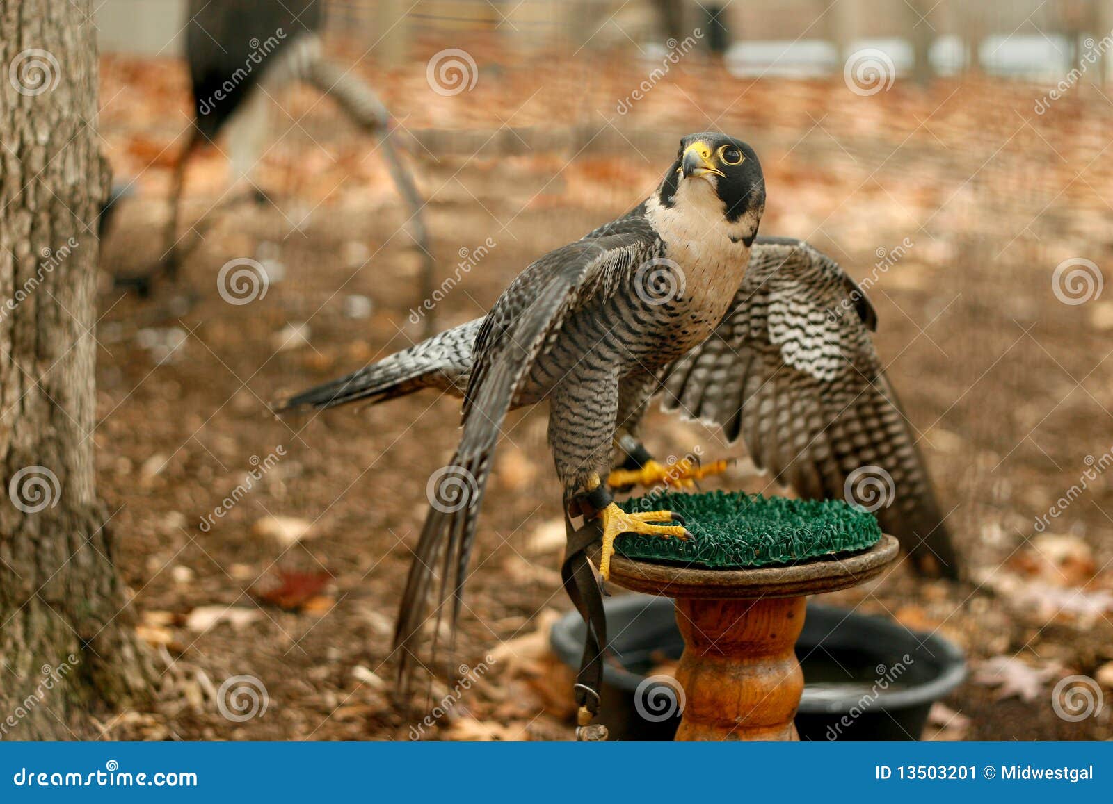 Peregrine Falcon stock image. Image of birds, flapping - 13503201