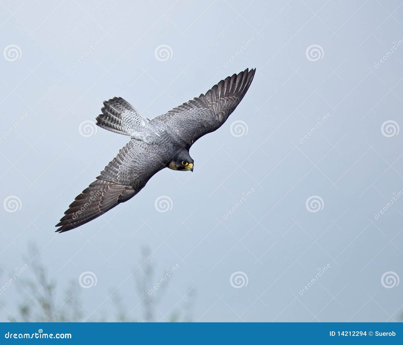 Peregrine Falcon stock photo. Image of barred, bird, grey - 14212294